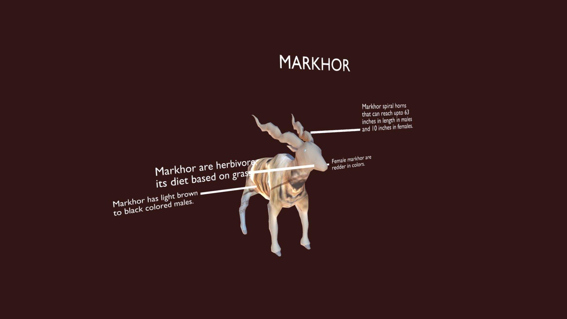 Markhor Wallpapers - Top Free Markhor Backgrounds - WallpaperAccess