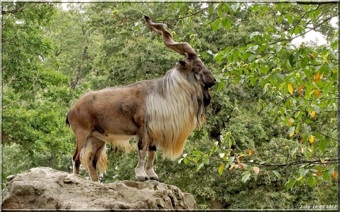 Markhor Wallpapers - Top Free Markhor Backgrounds - WallpaperAccess