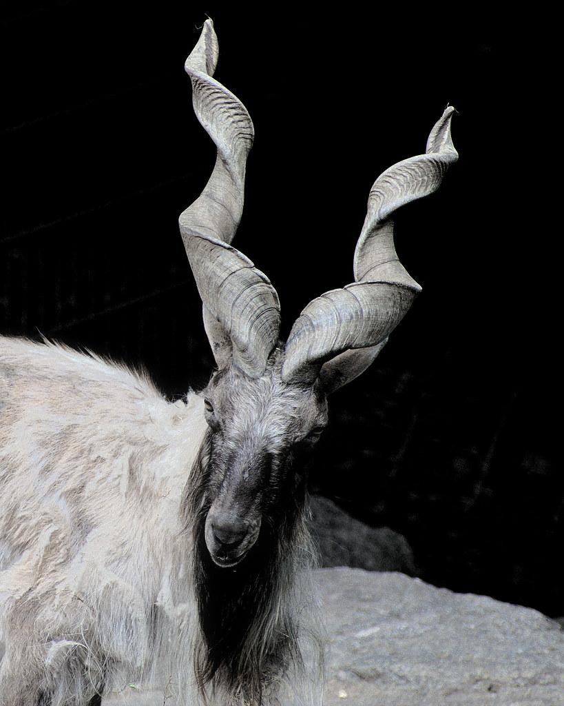 Markhor Wallpapers - Top Free Markhor Backgrounds - WallpaperAccess