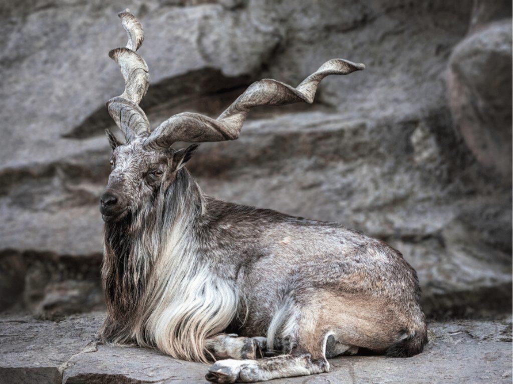 Markhor Wallpapers - Top Free Markhor Backgrounds - WallpaperAccess