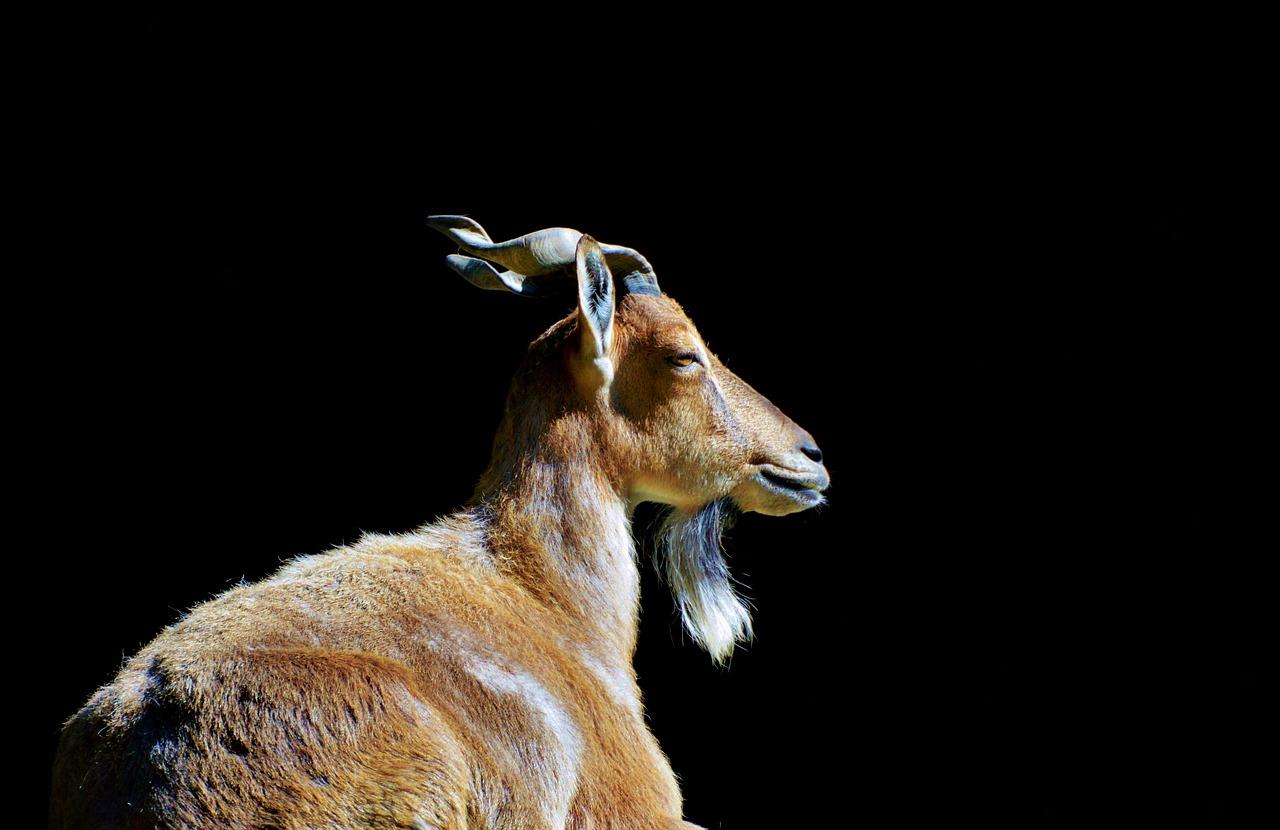 Markhor Wallpapers - Top Free Markhor Backgrounds - WallpaperAccess