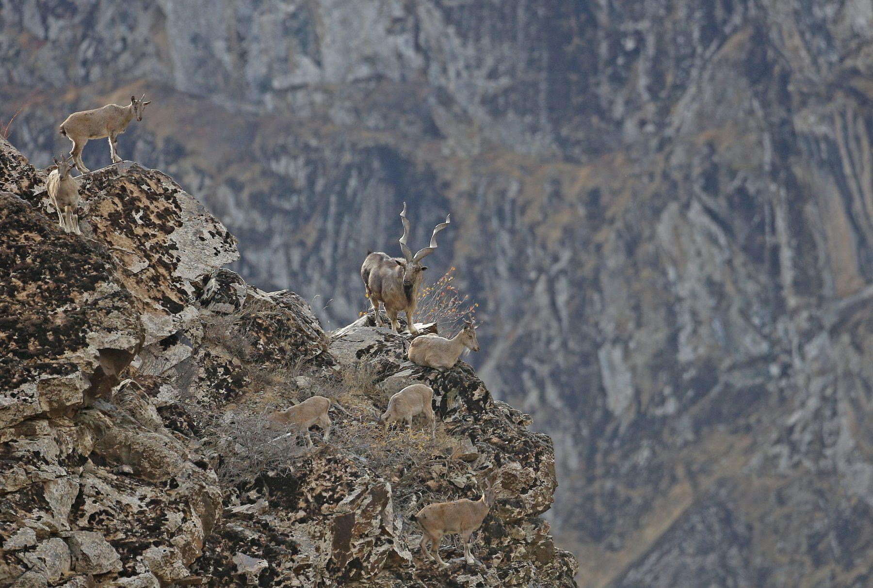 Markhor Wallpapers - Top Free Markhor Backgrounds - WallpaperAccess