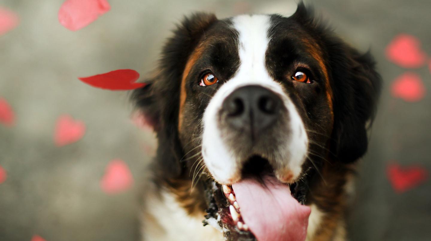 Small Animal Wallpapers - Top Free Small Animal Backgrounds ...