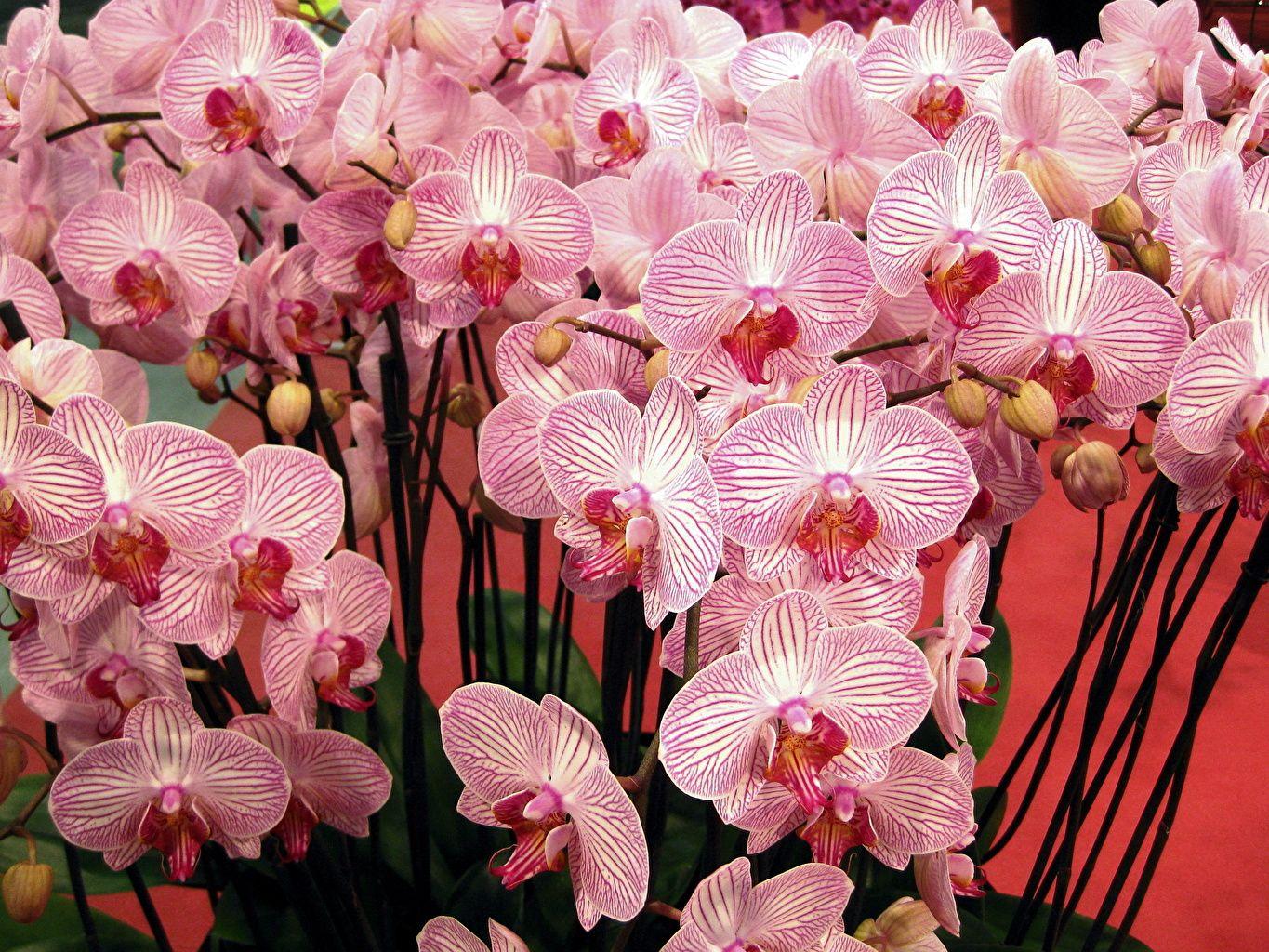 Orchid Design Wallpapers - Top Free Orchid Design Backgrounds ...