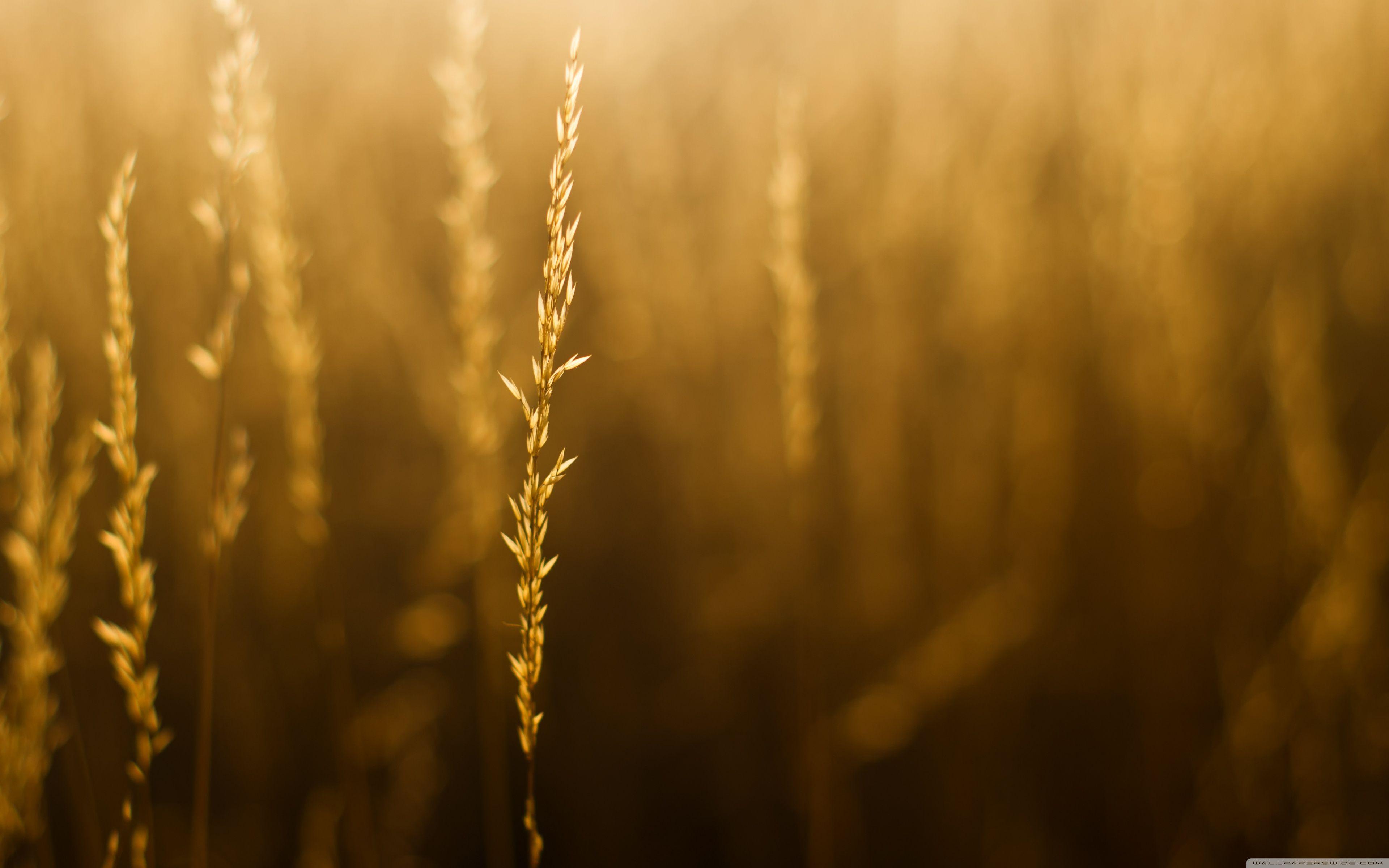 Late Summer Desktop Wallpapers - Top Free Late Summer Desktop ...