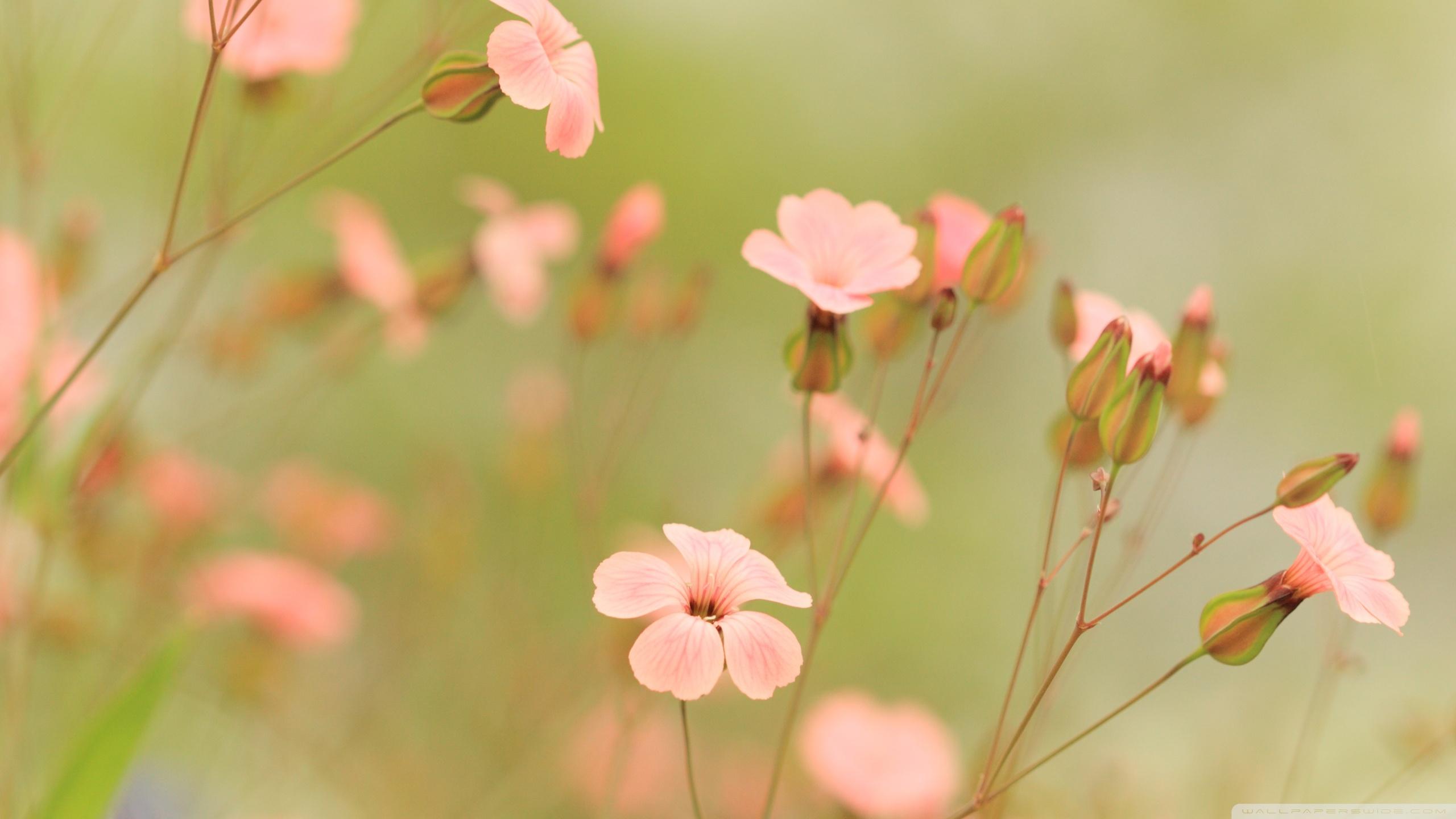 Late Summer Desktop Wallpapers - Top Free Late Summer Desktop ...