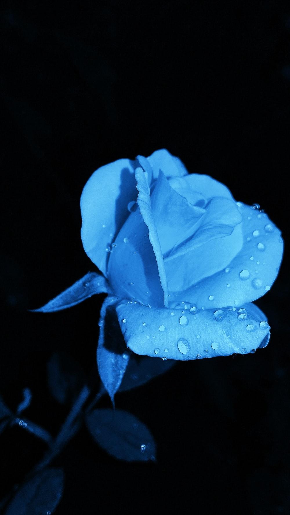 Light Blue Roses Wallpapers - Top Free Light Blue Roses Backgrounds ...