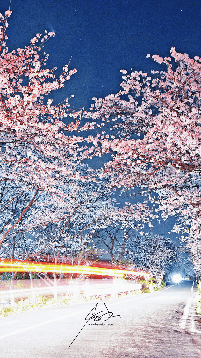 Japan Cherry Blossom Wallpapers - Top Free Japan Cherry Blossom ...
