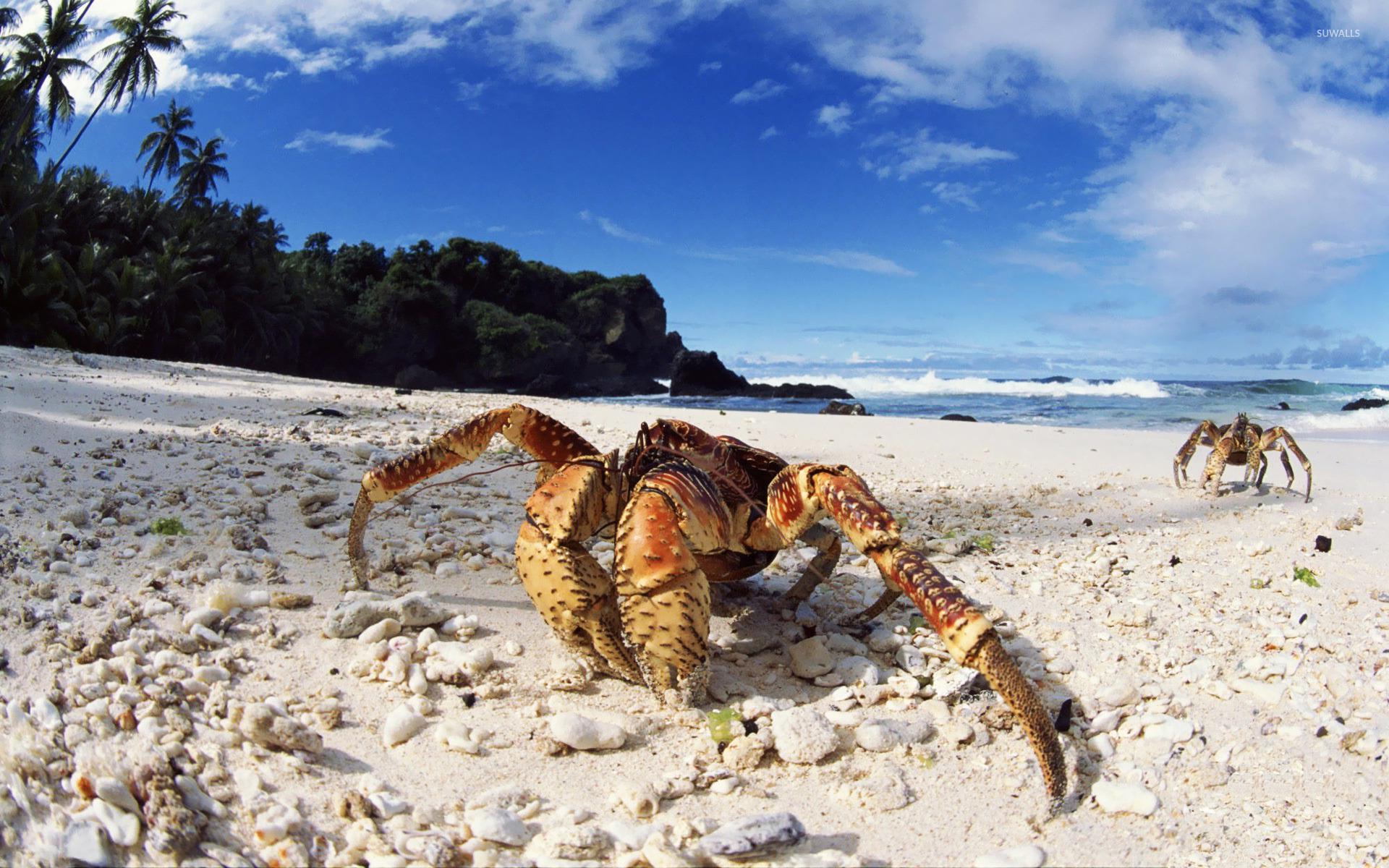 Crab Desktop Wallpapers - Top Free Crab Desktop Backgrounds ...