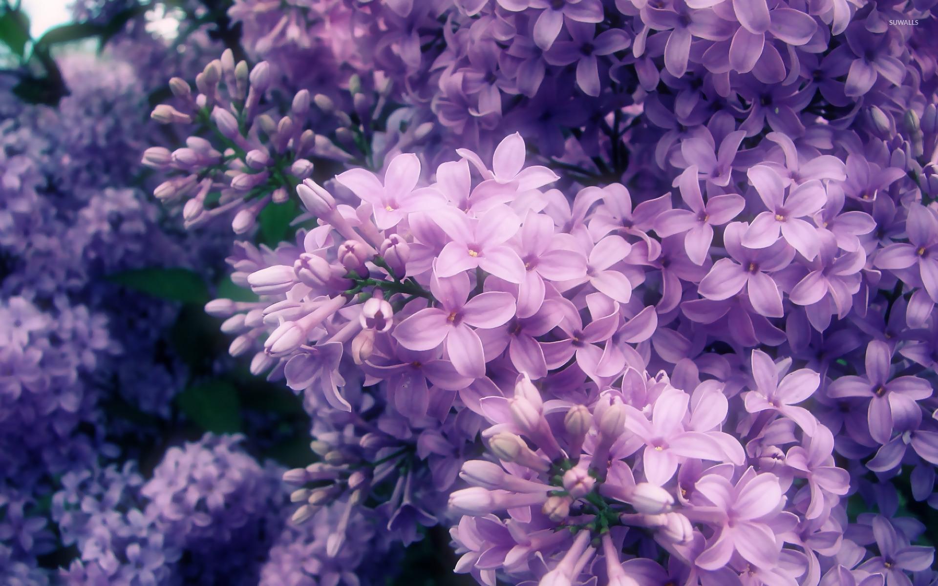 Liliac Wallpapers - Top Free Liliac Backgrounds - WallpaperAccess