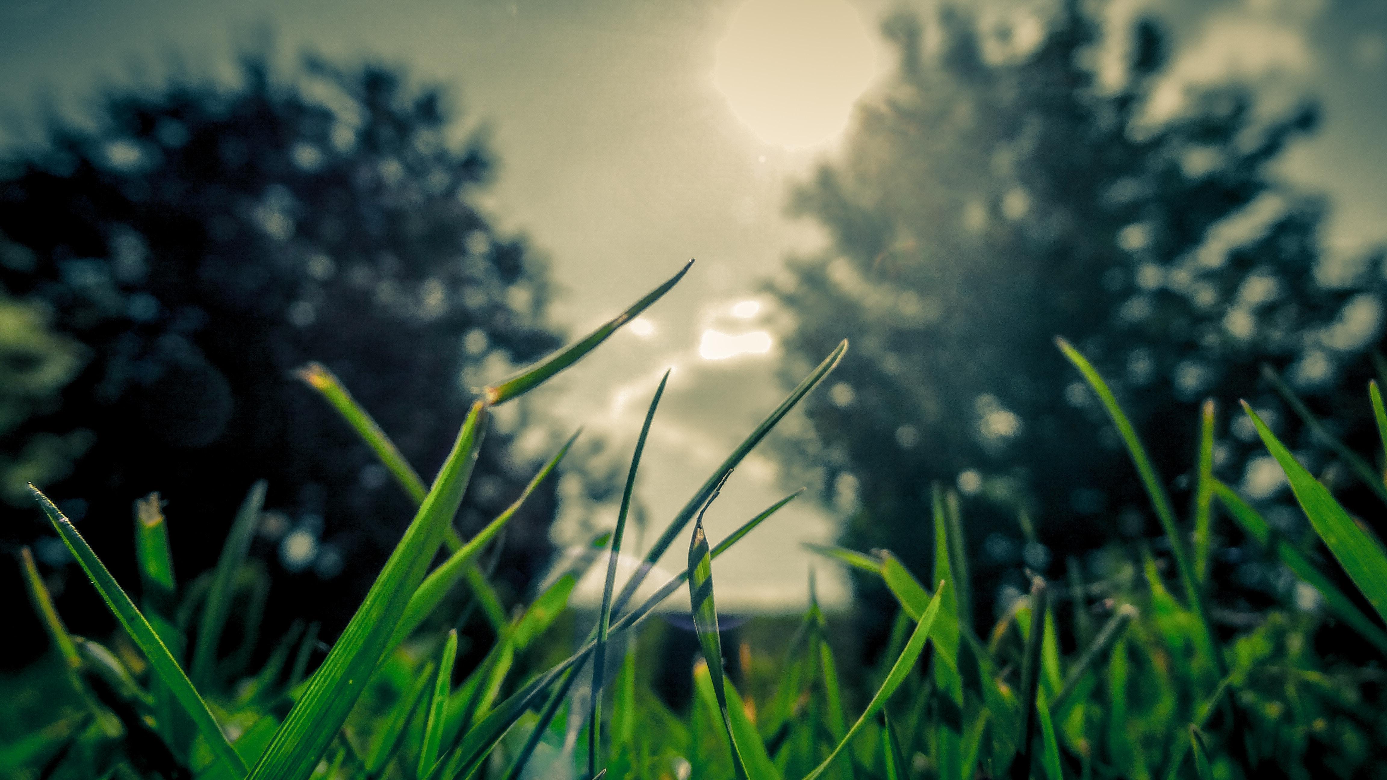 Blurred Grass Wallpapers - Top Free Blurred Grass Backgrounds ...
