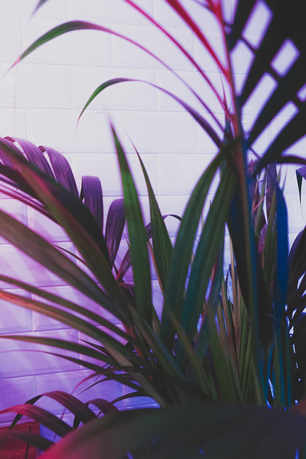 Neon Tree Wallpapers - Top Free Neon Tree Backgrounds - WallpaperAccess