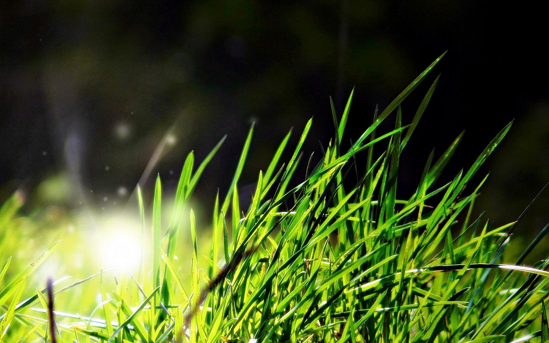 Black Grass Wallpapers - Top Free Black Grass Backgrounds - WallpaperAccess