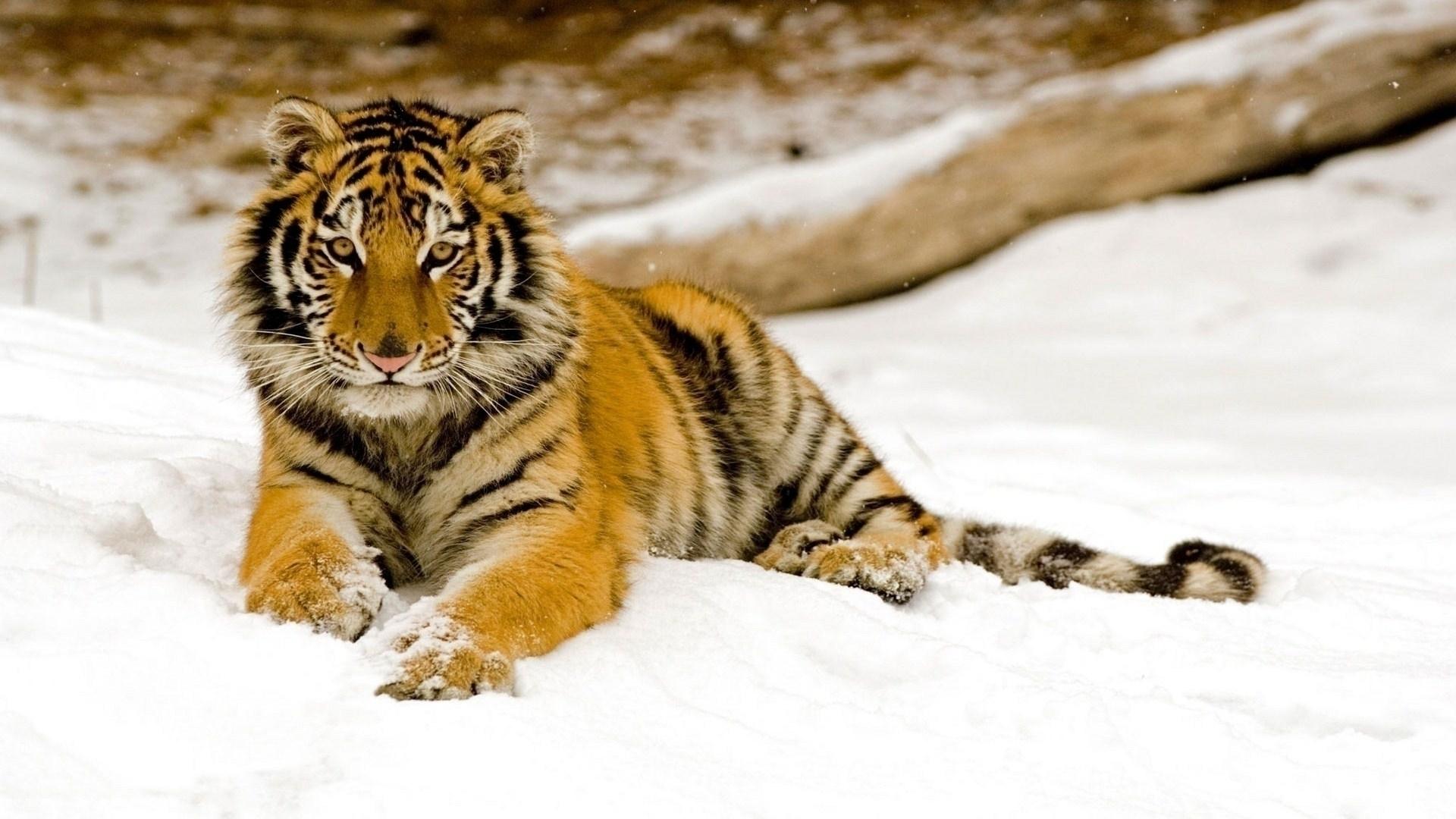 Cat and Tiger Wallpapers - Top Free Cat and Tiger Backgrounds ...