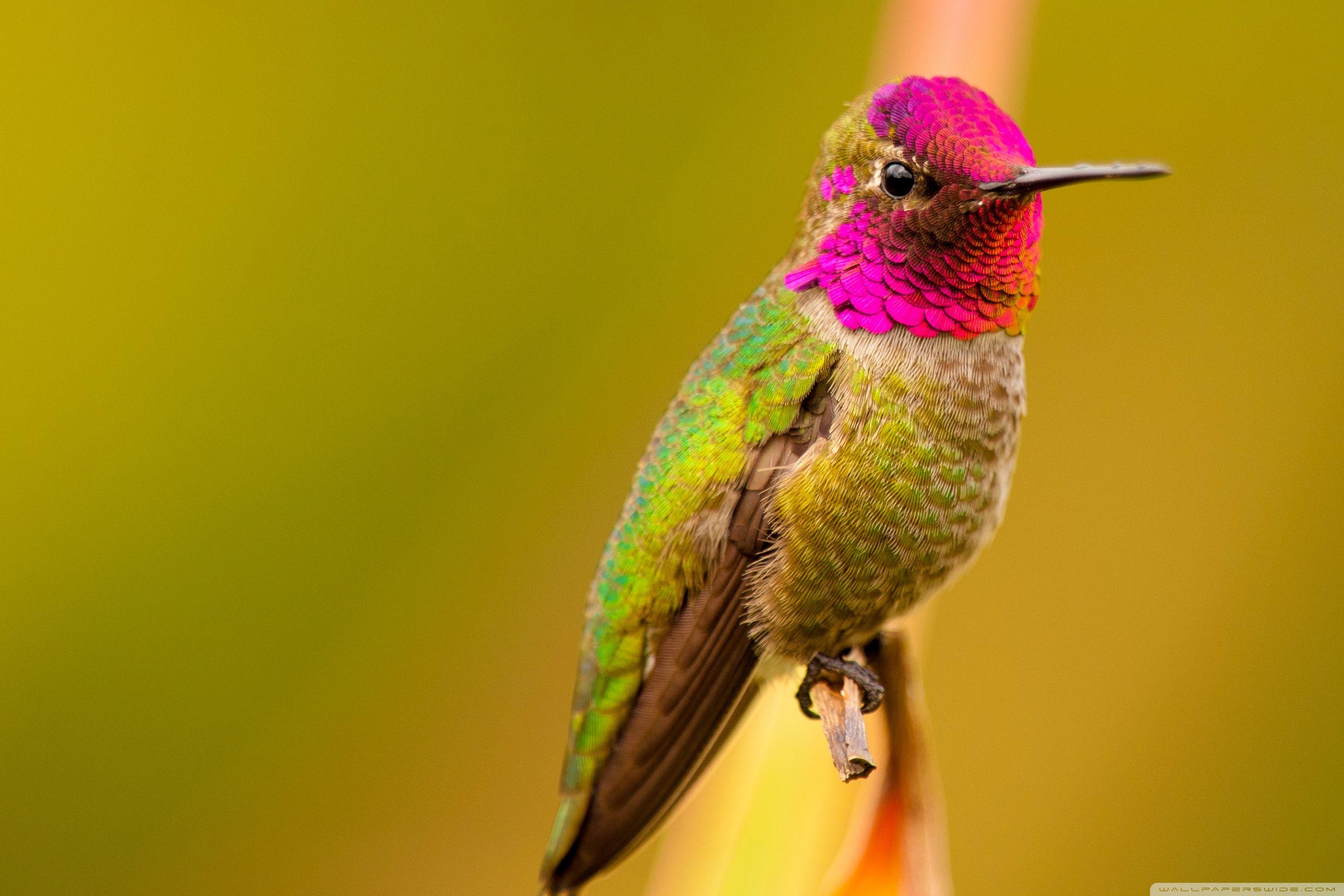 4K Hummingbird Wallpapers - Top Free 4K Hummingbird Backgrounds ...