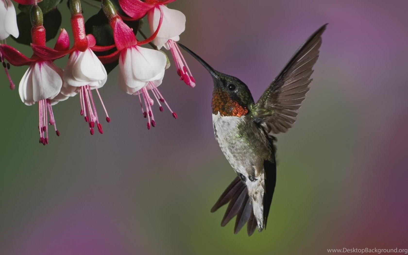 4K Hummingbird Wallpapers - Top Free 4K Hummingbird Backgrounds ...