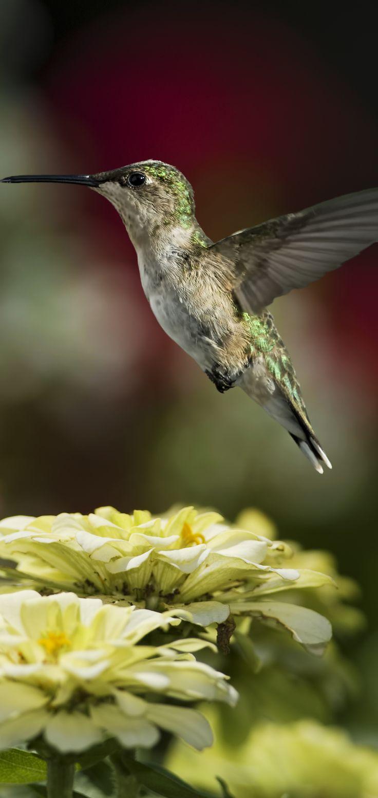 4K Hummingbird Wallpapers - Top Free 4K Hummingbird Backgrounds ...