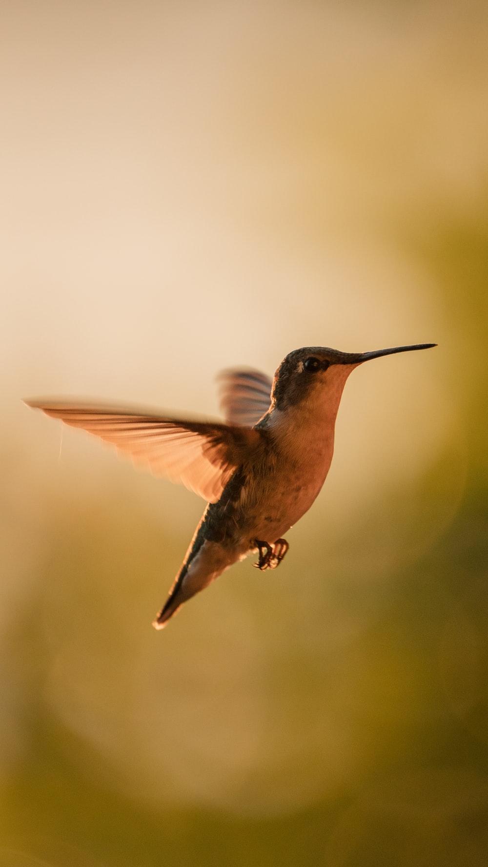 4K Hummingbird Wallpapers - Top Free 4K Hummingbird Backgrounds ...