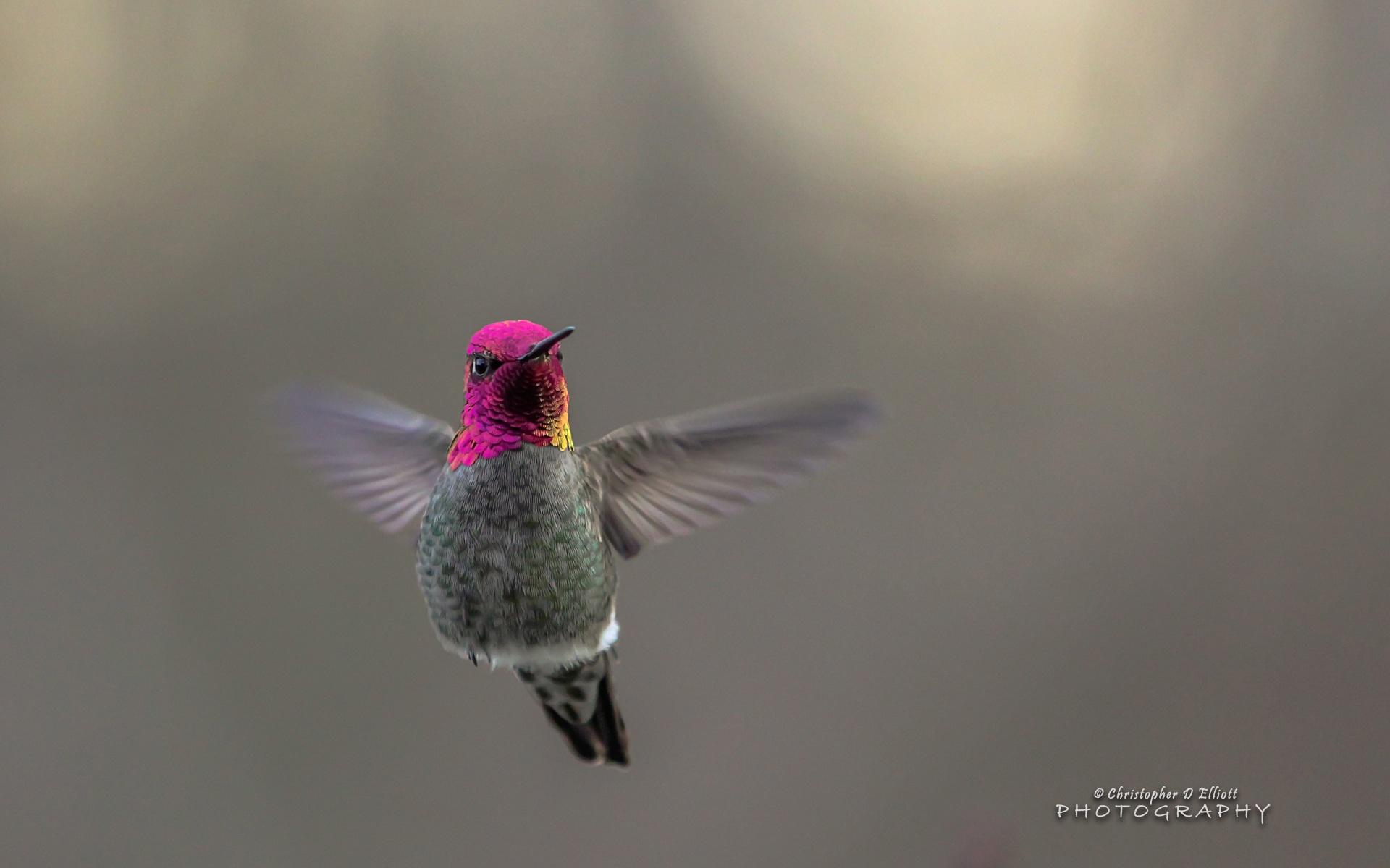 4K Hummingbird Wallpapers - Top Free 4K Hummingbird Backgrounds ...
