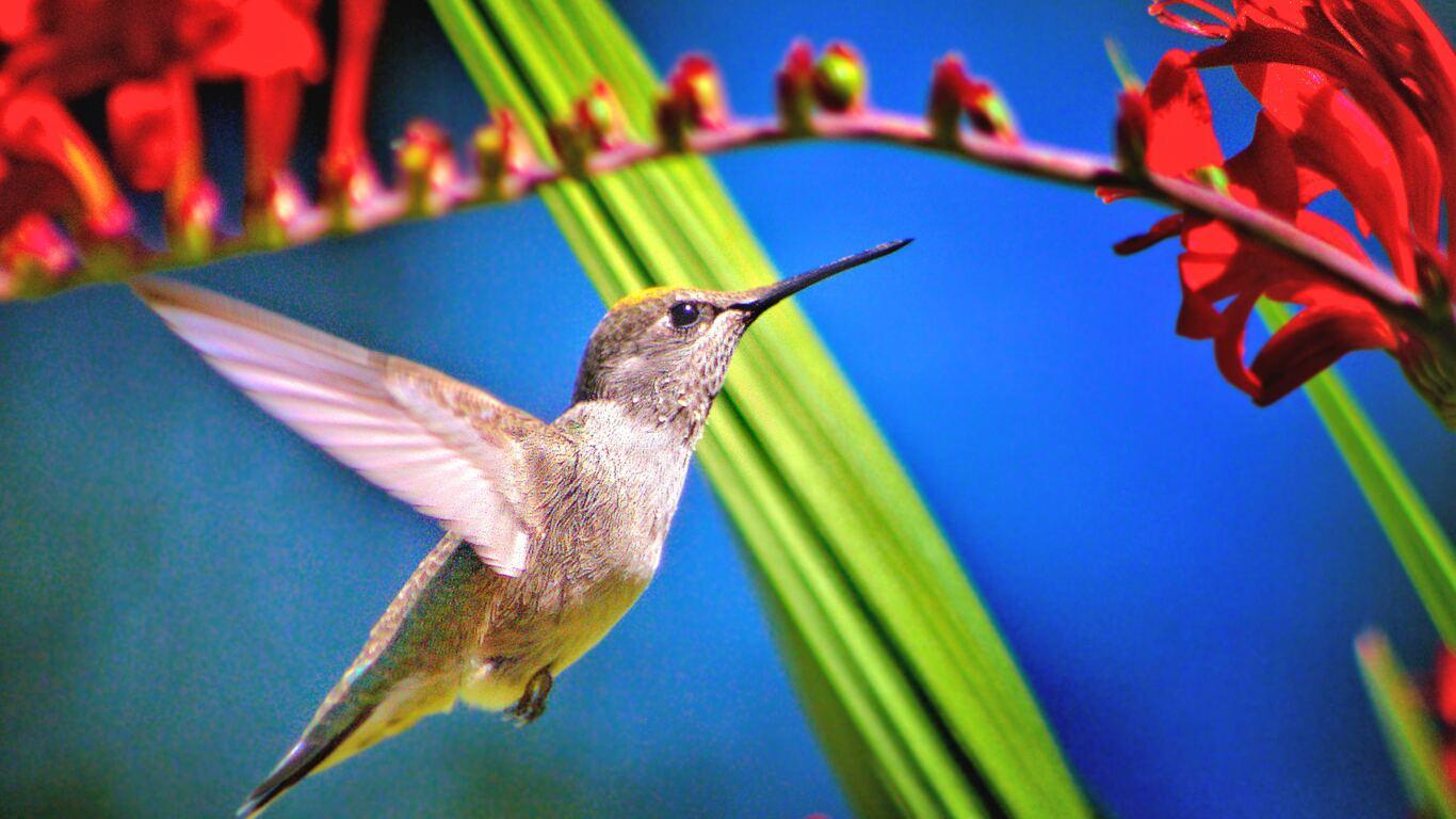 4K Hummingbird Wallpapers - Top Free 4K Hummingbird Backgrounds ...