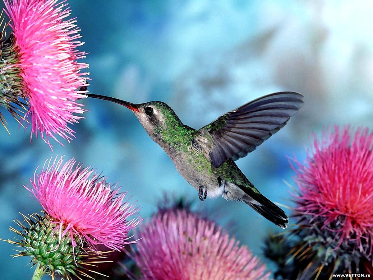 4K Hummingbird Wallpapers - Top Free 4K Hummingbird Backgrounds ...