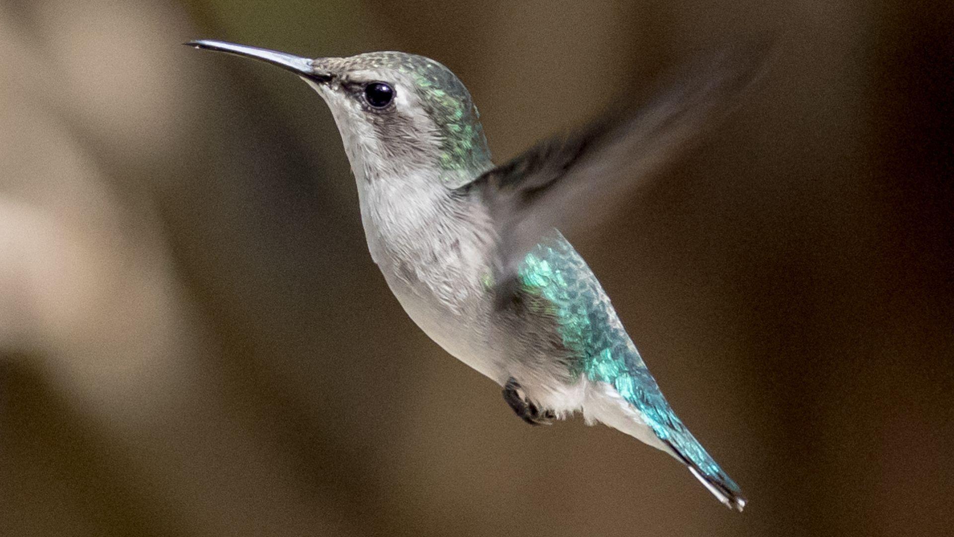 4K Hummingbird Wallpapers - Top Free 4K Hummingbird Backgrounds ...