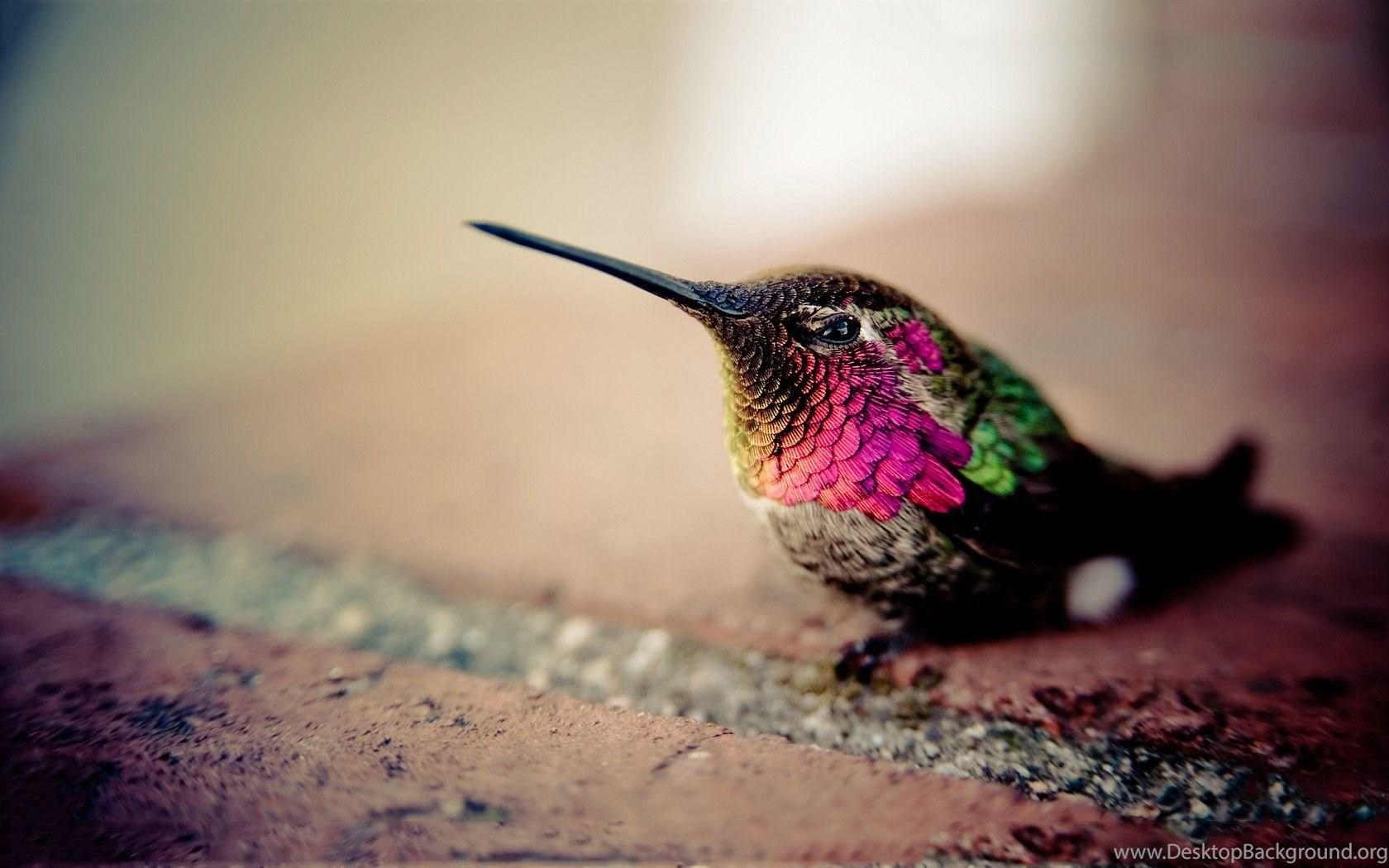 4K Hummingbird Wallpapers - Top Free 4K Hummingbird Backgrounds ...