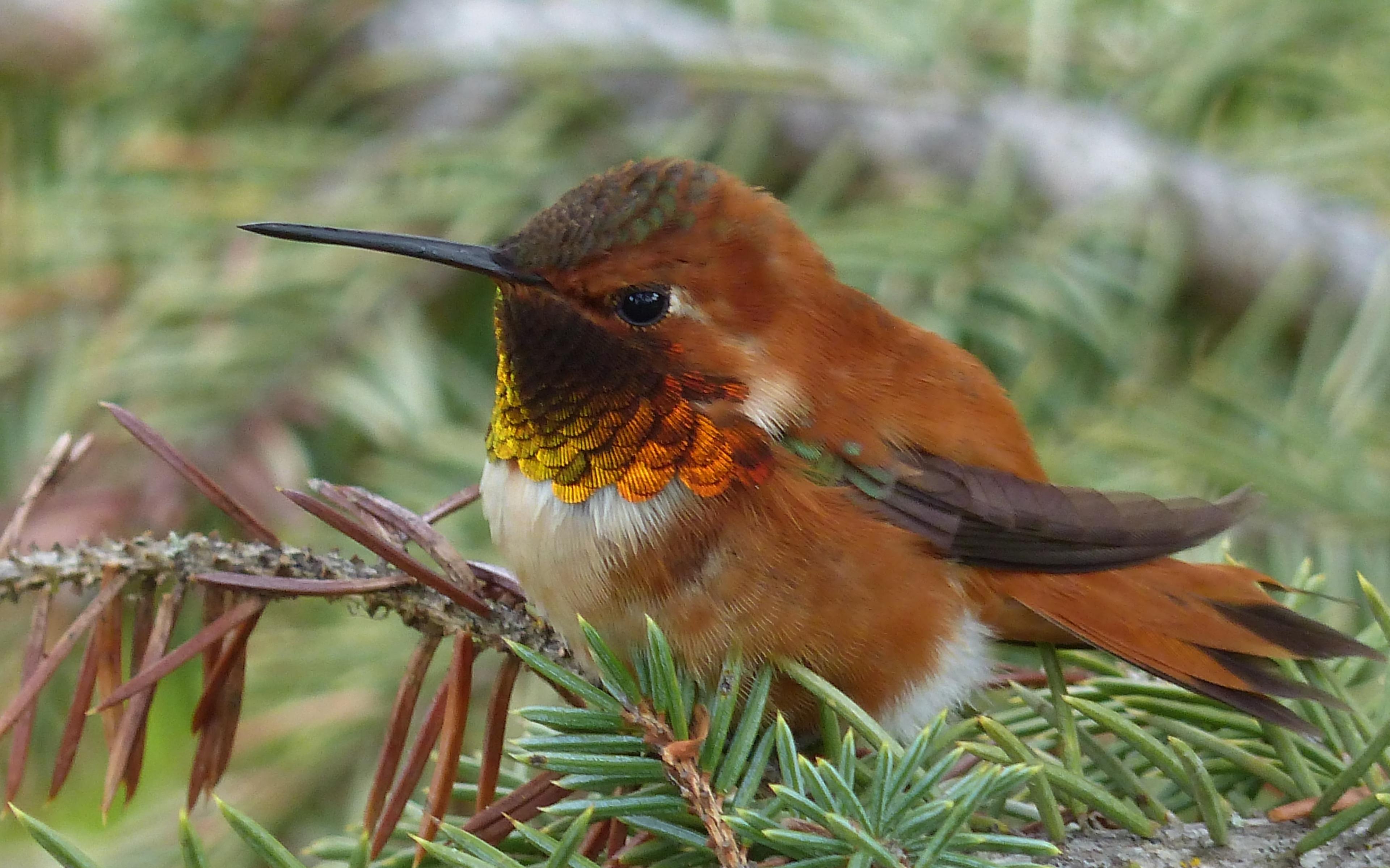 4K Hummingbird Wallpapers - Top Free 4K Hummingbird Backgrounds ...
