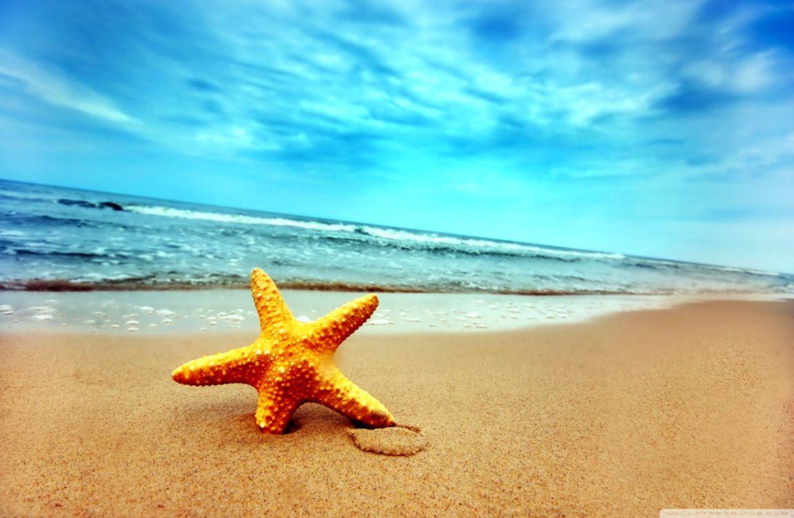 Starfish Wallpapers - Top Free Starfish Backgrounds - WallpaperAccess