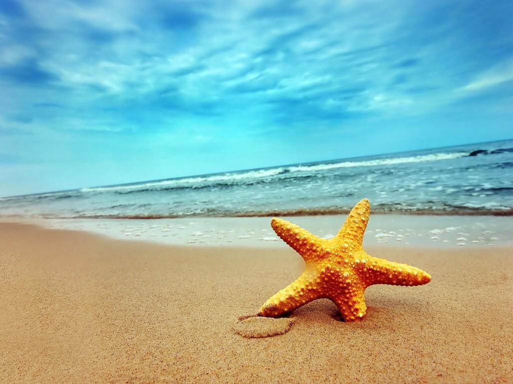 Starfish Wallpapers - Top Free Starfish Backgrounds - WallpaperAccess