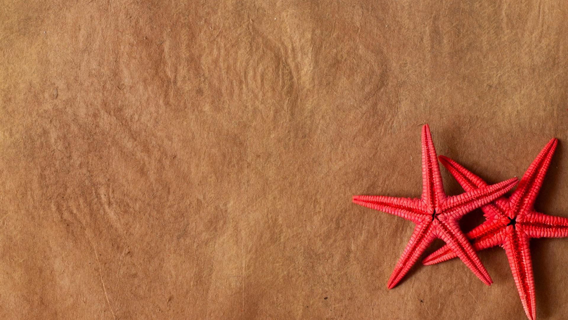 Starfish Wallpapers - Top Free Starfish Backgrounds - WallpaperAccess