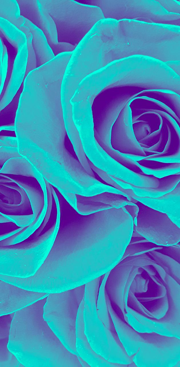 Teal Rose Wallpapers - Top Free Teal Rose Backgrounds - WallpaperAccess