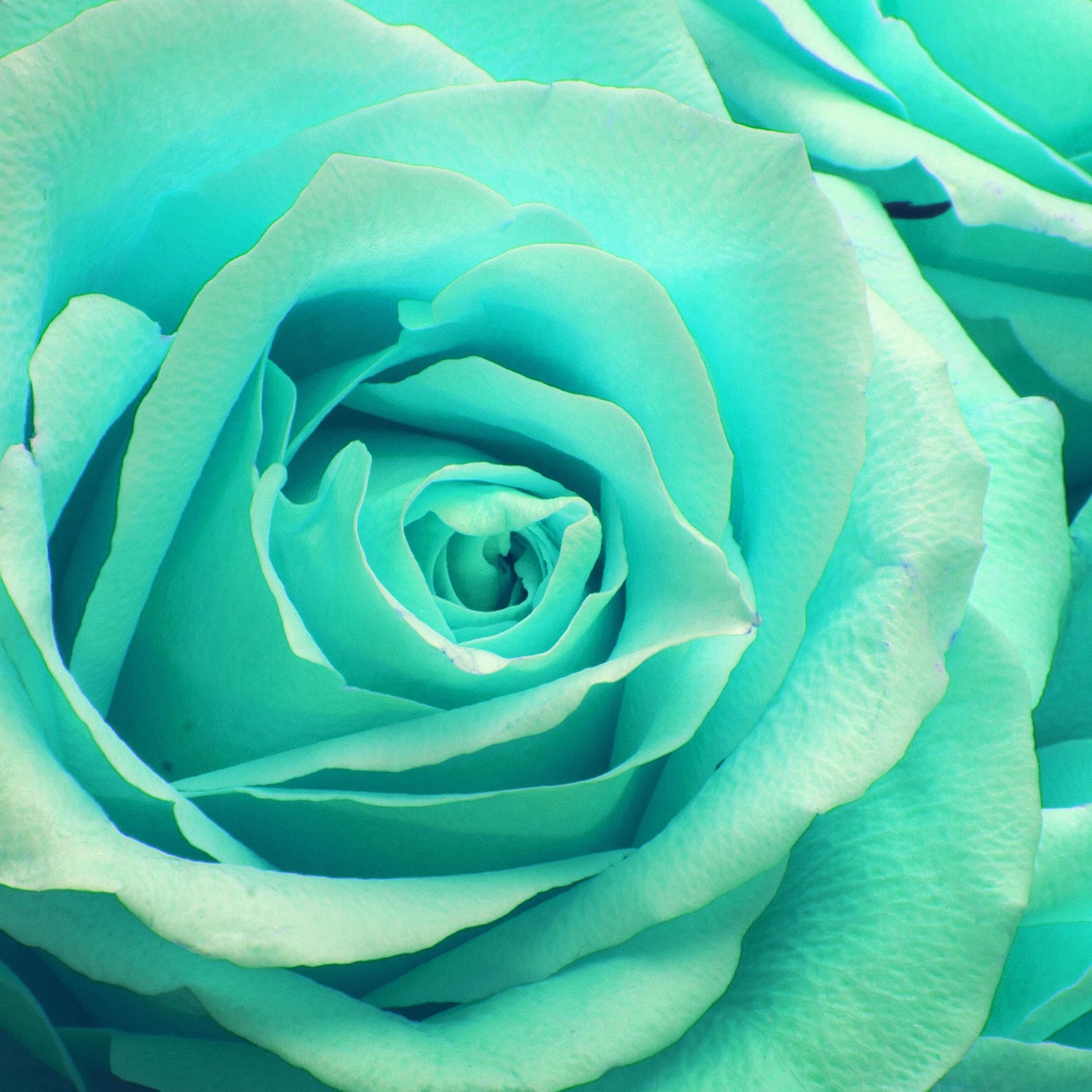 Teal Rose Wallpapers - Top Free Teal Rose Backgrounds - WallpaperAccess