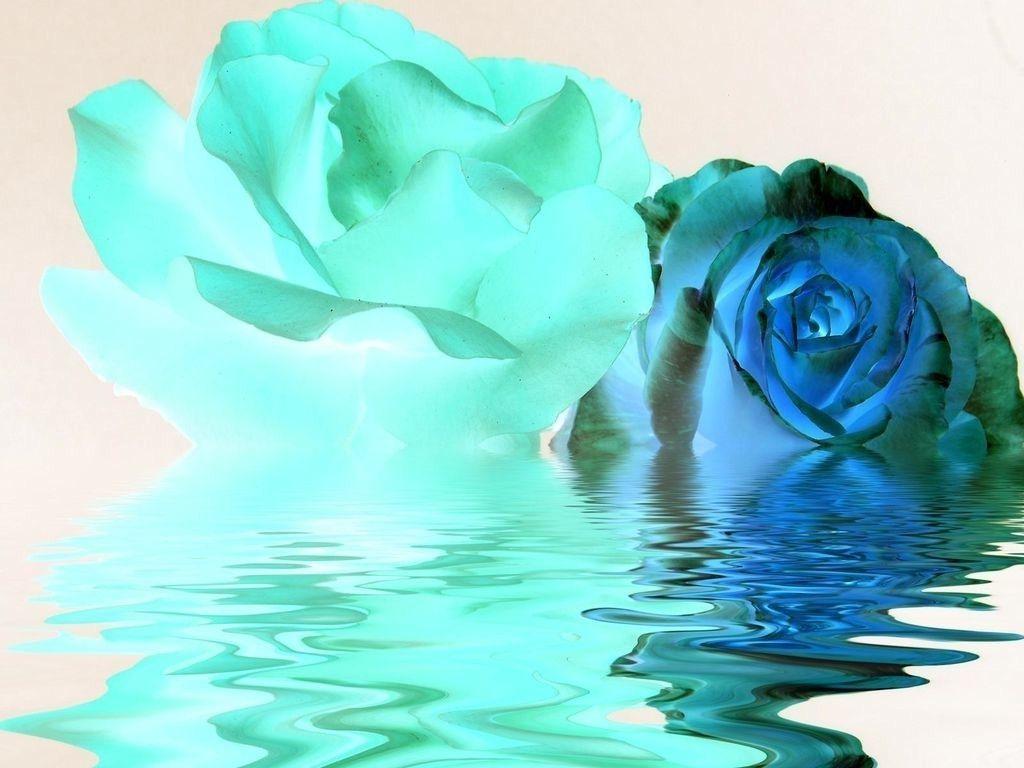 Teal Rose Wallpapers - Top Free Teal Rose Backgrounds - WallpaperAccess