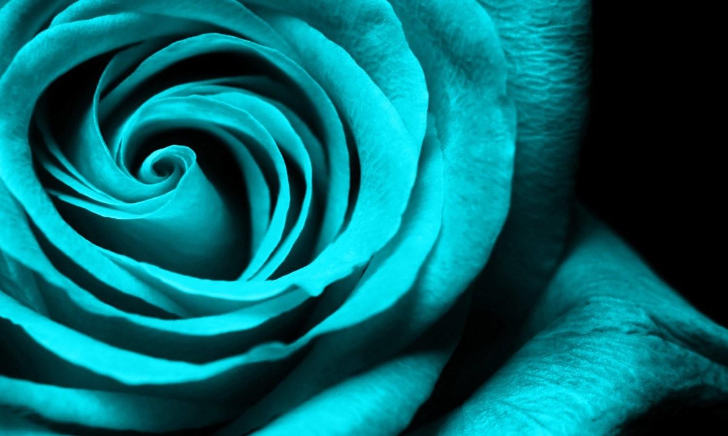 Teal Rose Wallpapers - Top Free Teal Rose Backgrounds - WallpaperAccess