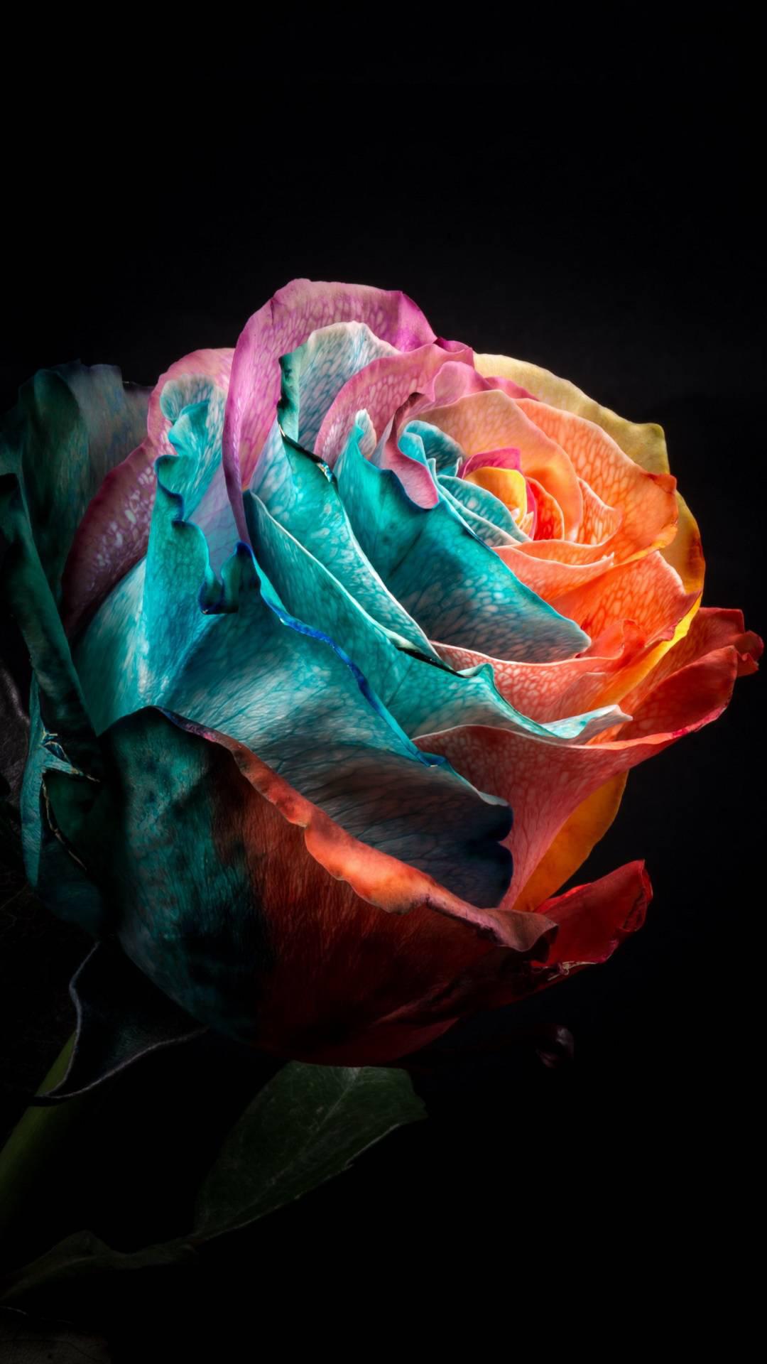 Teal Rose Wallpapers - Top Free Teal Rose Backgrounds - WallpaperAccess