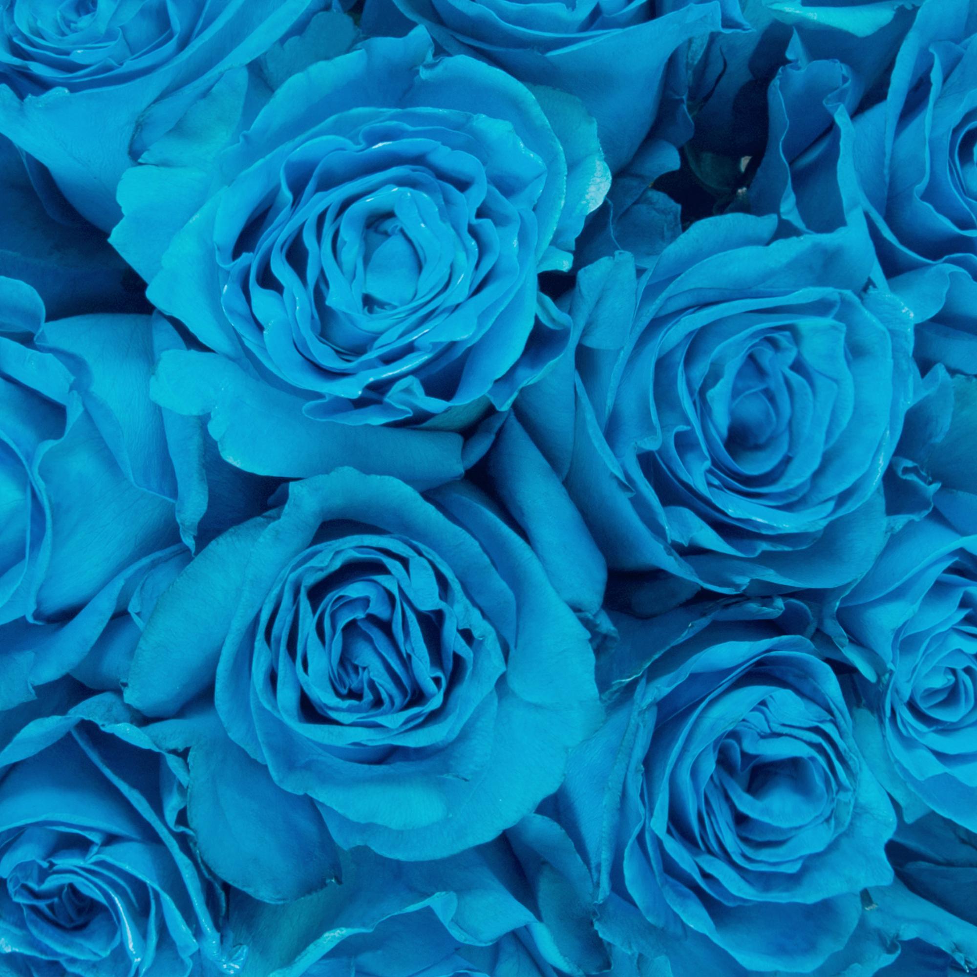 Teal Rose Wallpapers - Top Free Teal Rose Backgrounds - WallpaperAccess