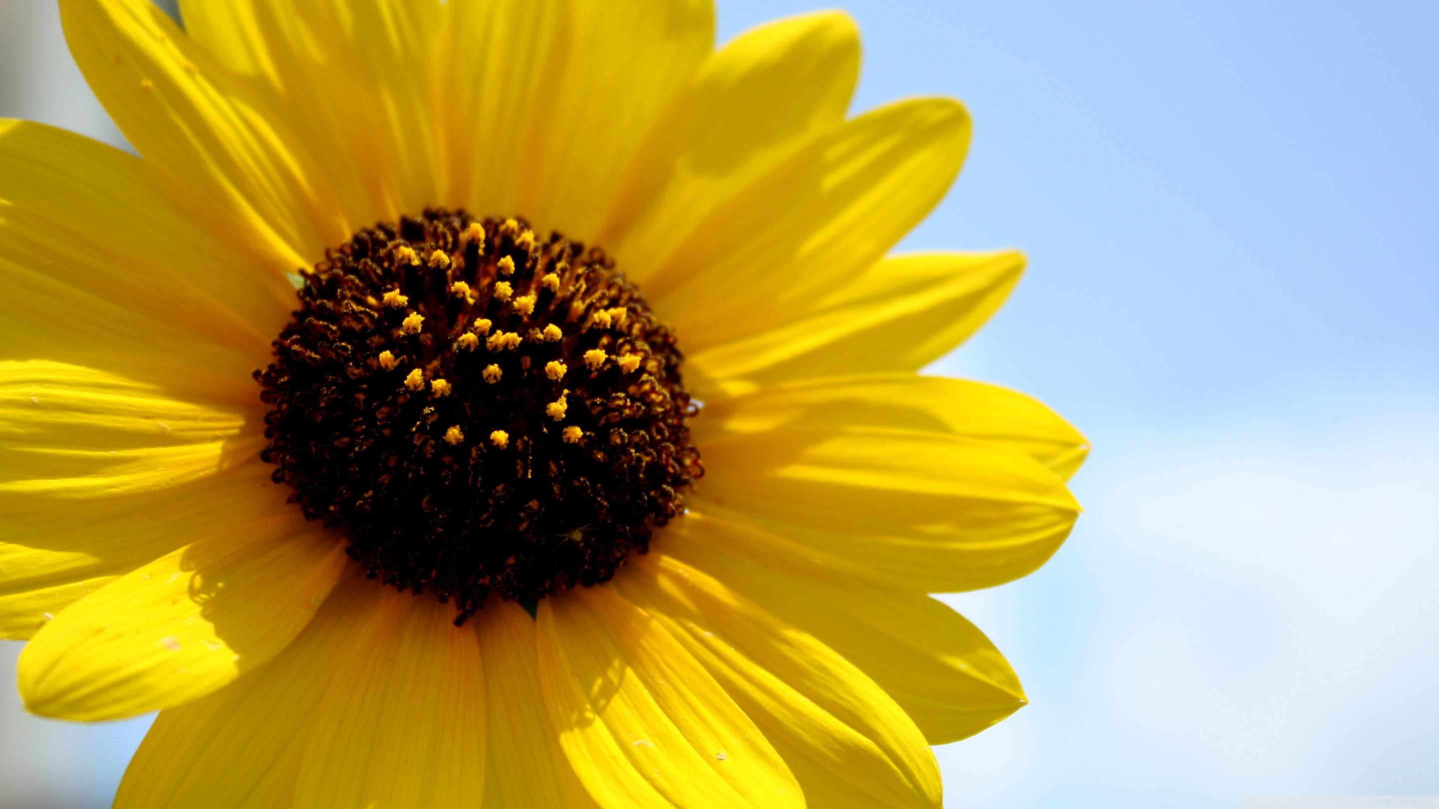 Hello Sunshine Wallpapers - Top Free Hello Sunshine Backgrounds ...