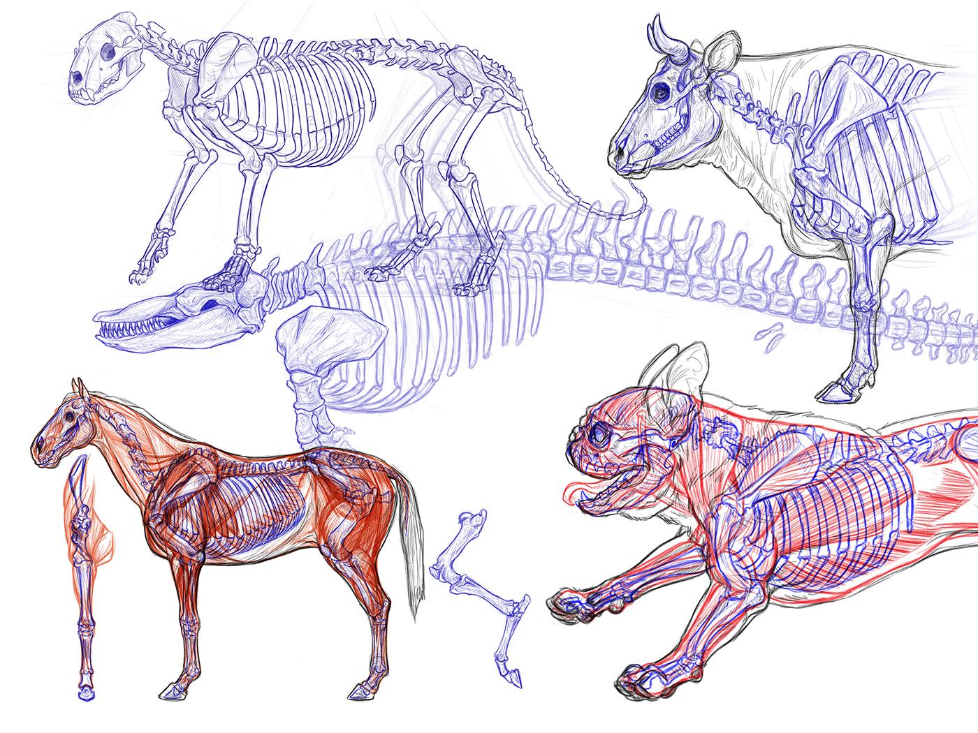 Animal Anatomy Wallpapers - Top Free Animal Anatomy Backgrounds ...