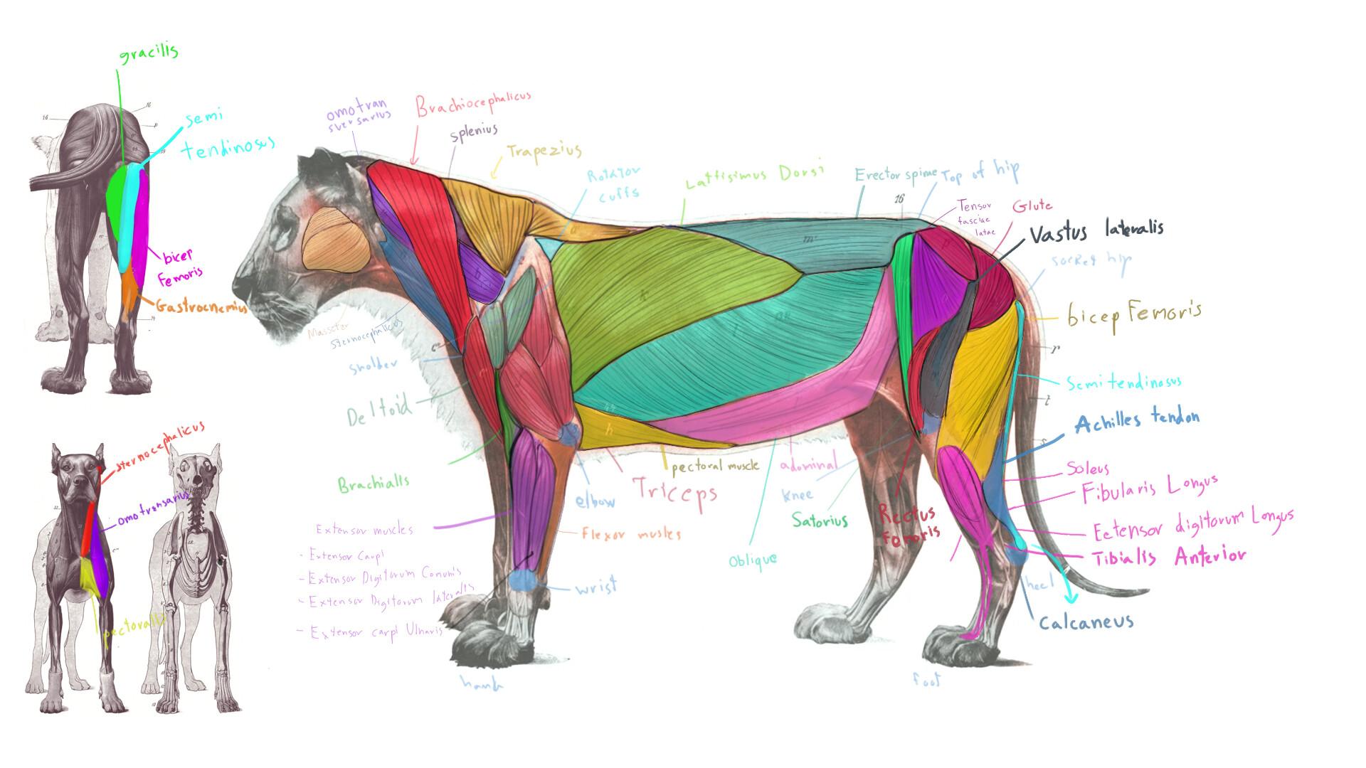 Animal Anatomy Wallpapers - Top Free Animal Anatomy Backgrounds ...