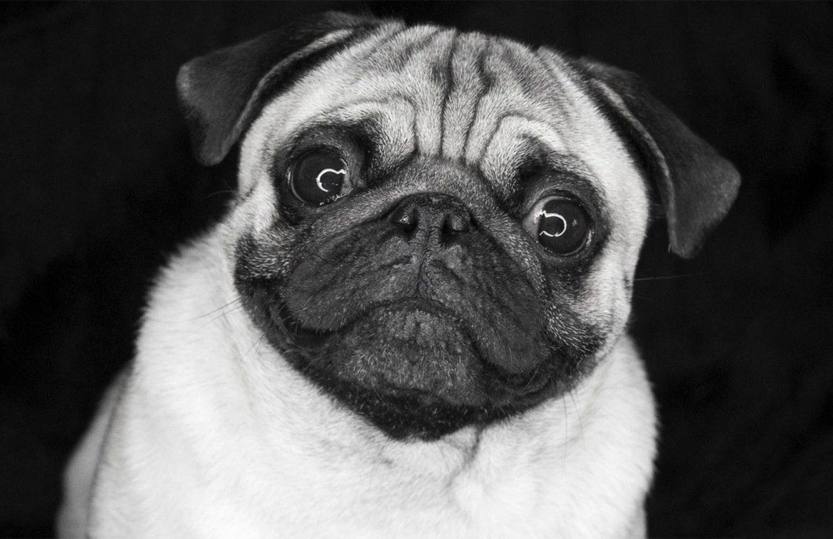 Pugs Wallpapers - Top Free Pugs Backgrounds - WallpaperAccess