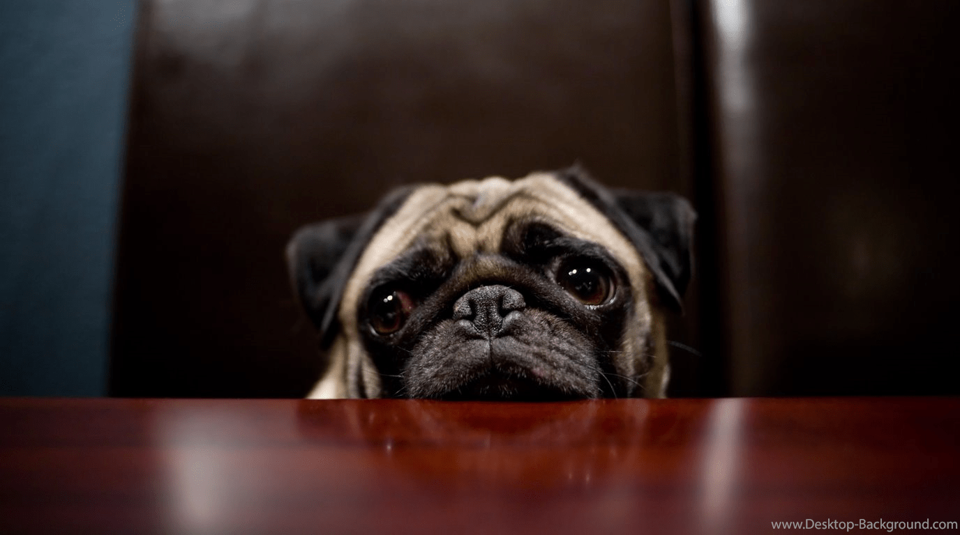 Pugs Wallpapers - Top Những Hình Ảnh Đẹp