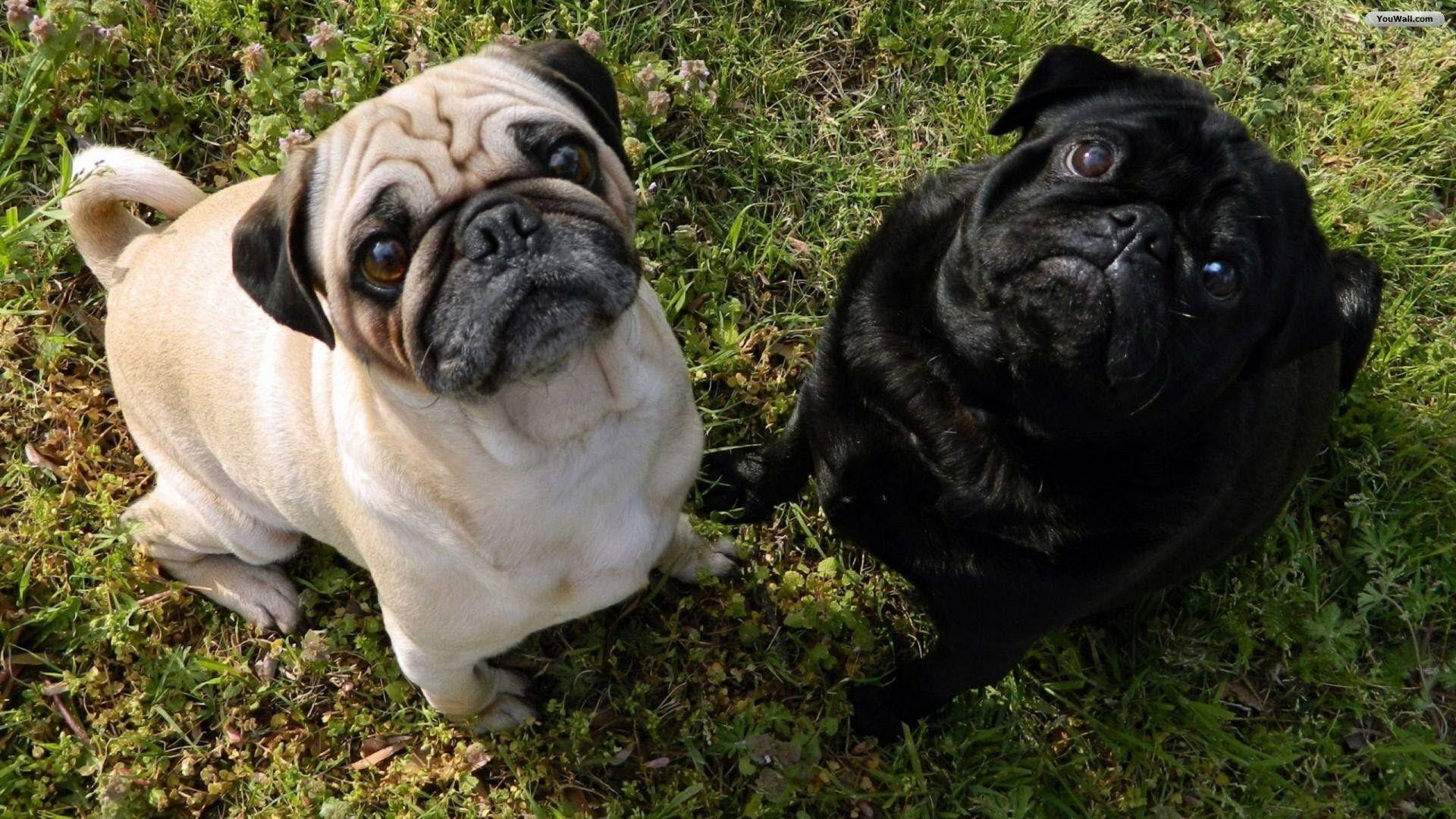 Pugs Wallpapers - Top Free Pugs Backgrounds - WallpaperAccess