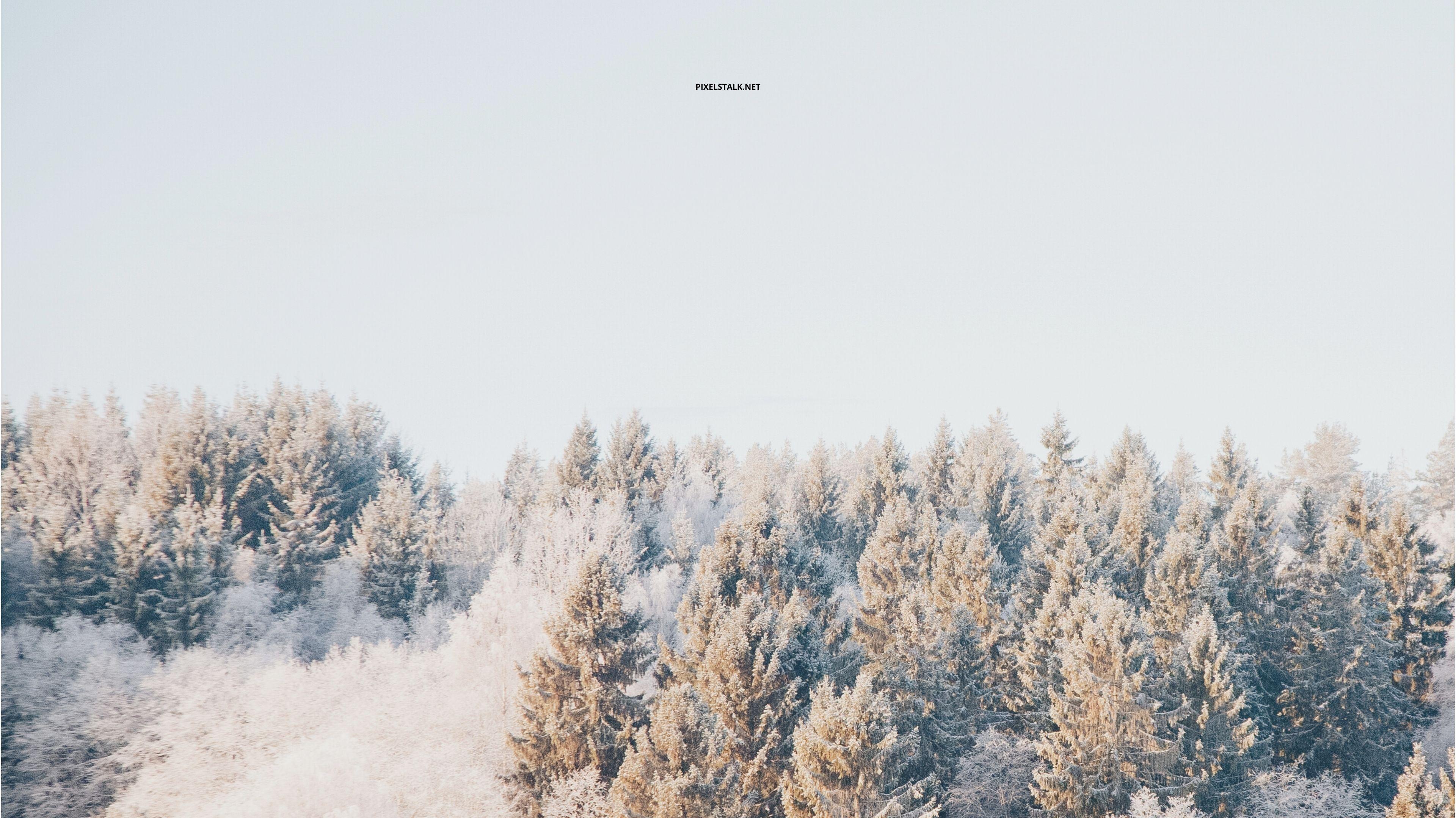 Snowy Forest 4K Wallpapers - Top Free Snowy Forest 4K Backgrounds ...