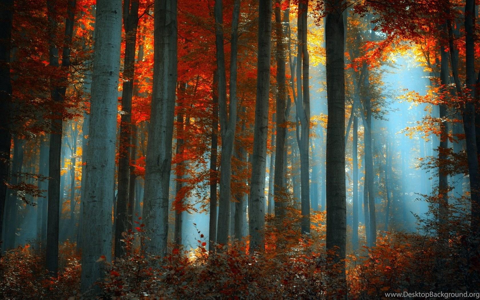 Cumputer Forest Aesthetic Wallpapers - Top Free Cumputer Forest ...