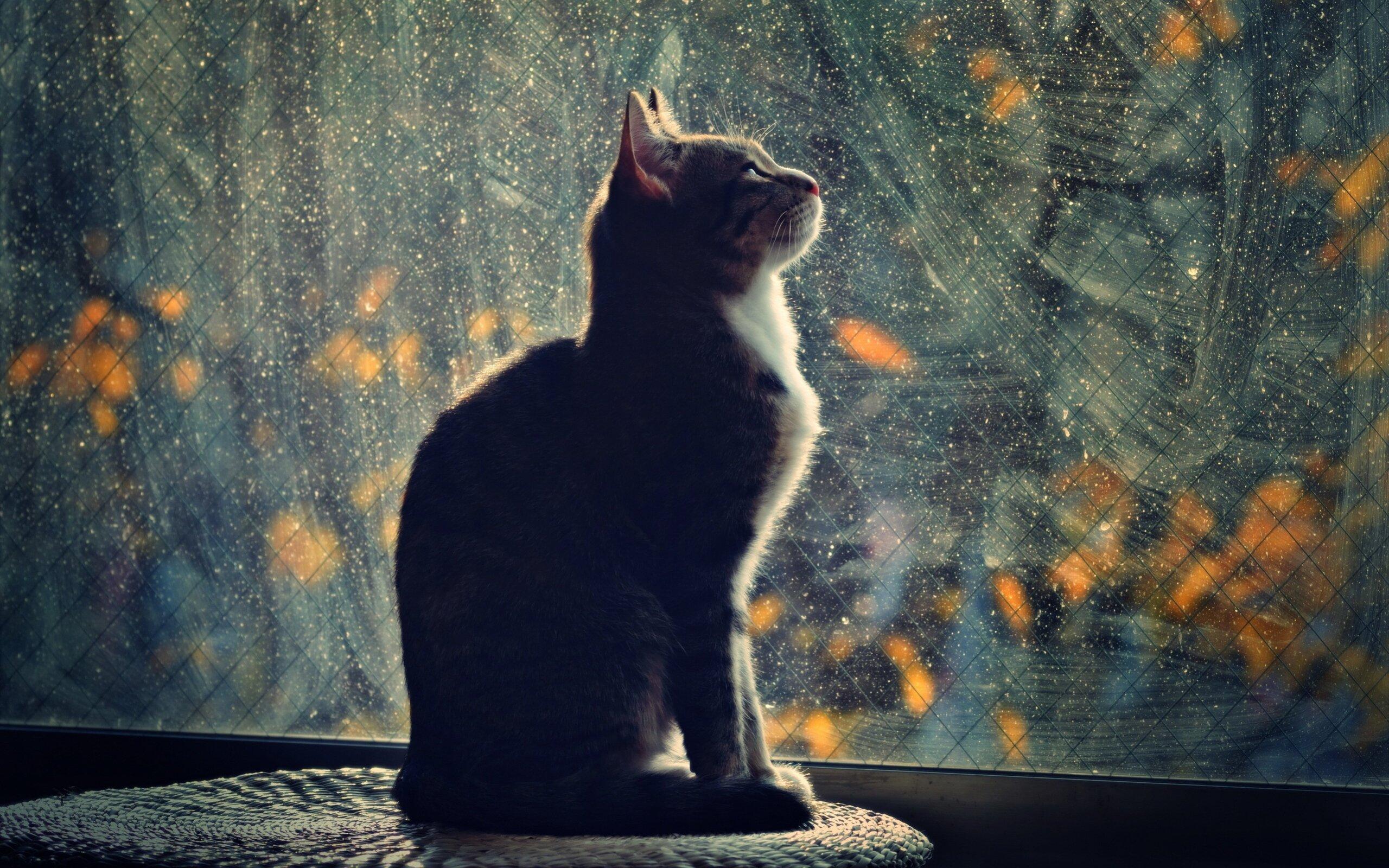 Cat Window Wallpapers - Top Free Cat Window Backgrounds - WallpaperAccess
