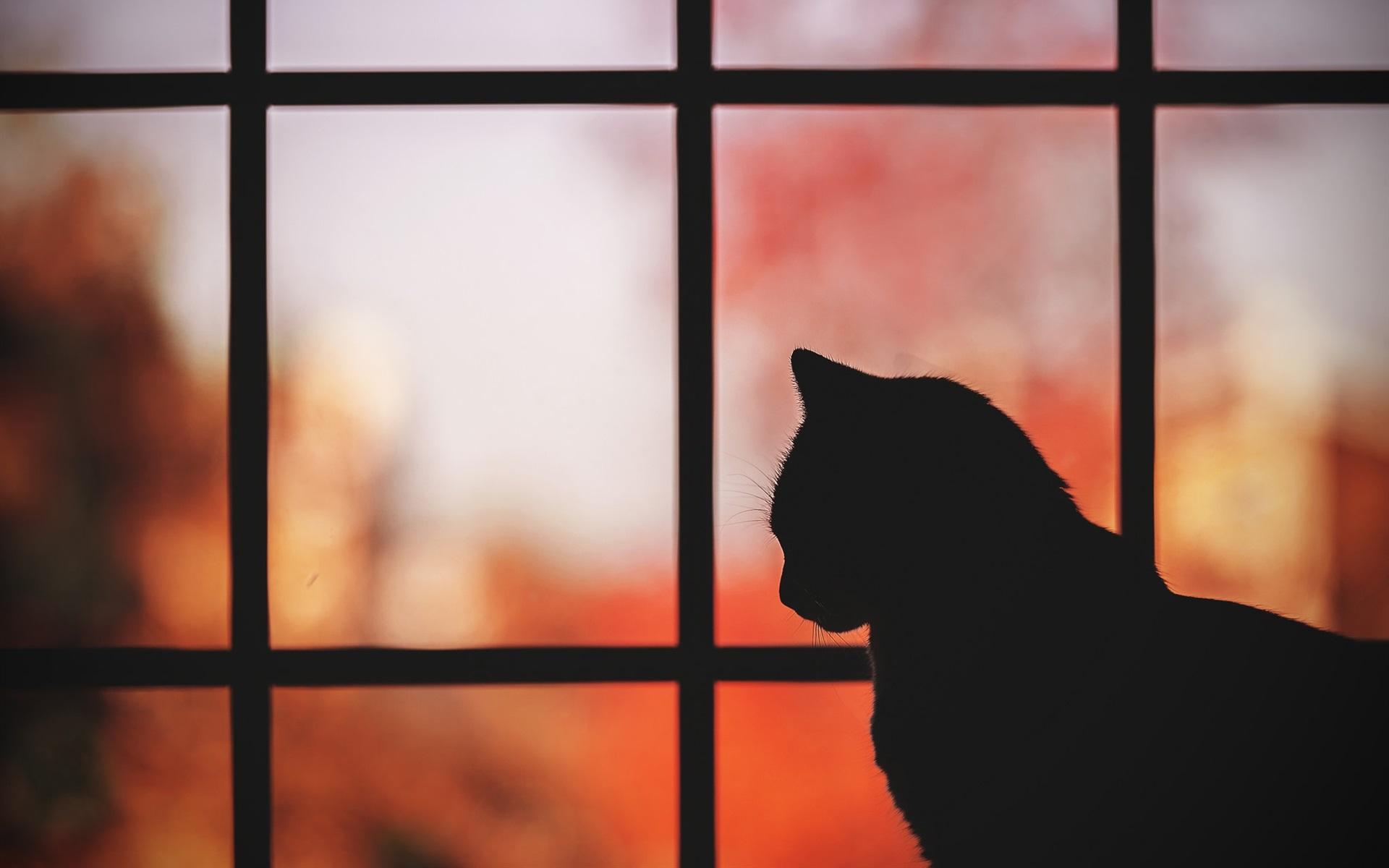 Cat Window Wallpapers - Top Free Cat Window Backgrounds - WallpaperAccess