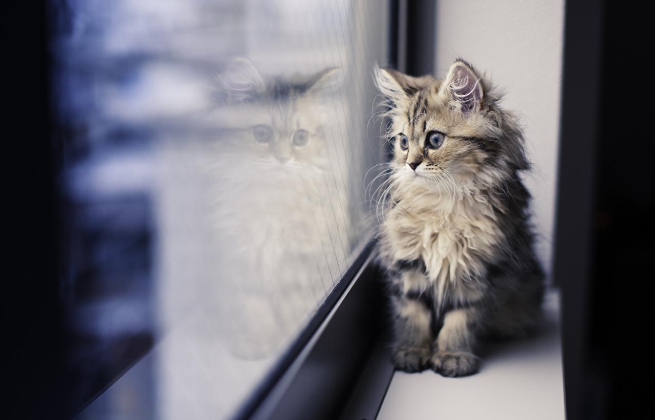 Cat Window Wallpapers - Top Free Cat Window Backgrounds - WallpaperAccess