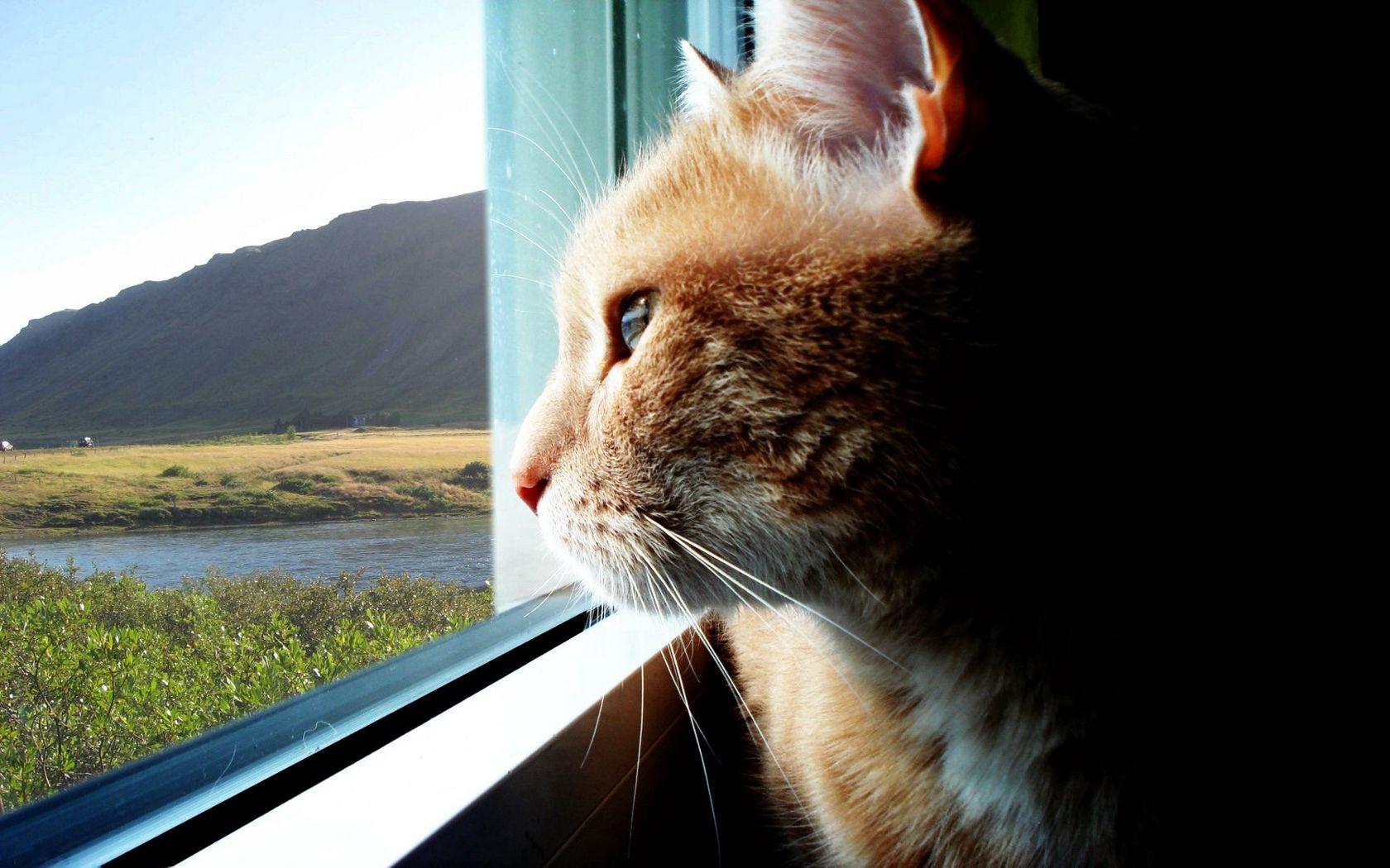 Cat Window Wallpapers - Top Free Cat Window Backgrounds - WallpaperAccess