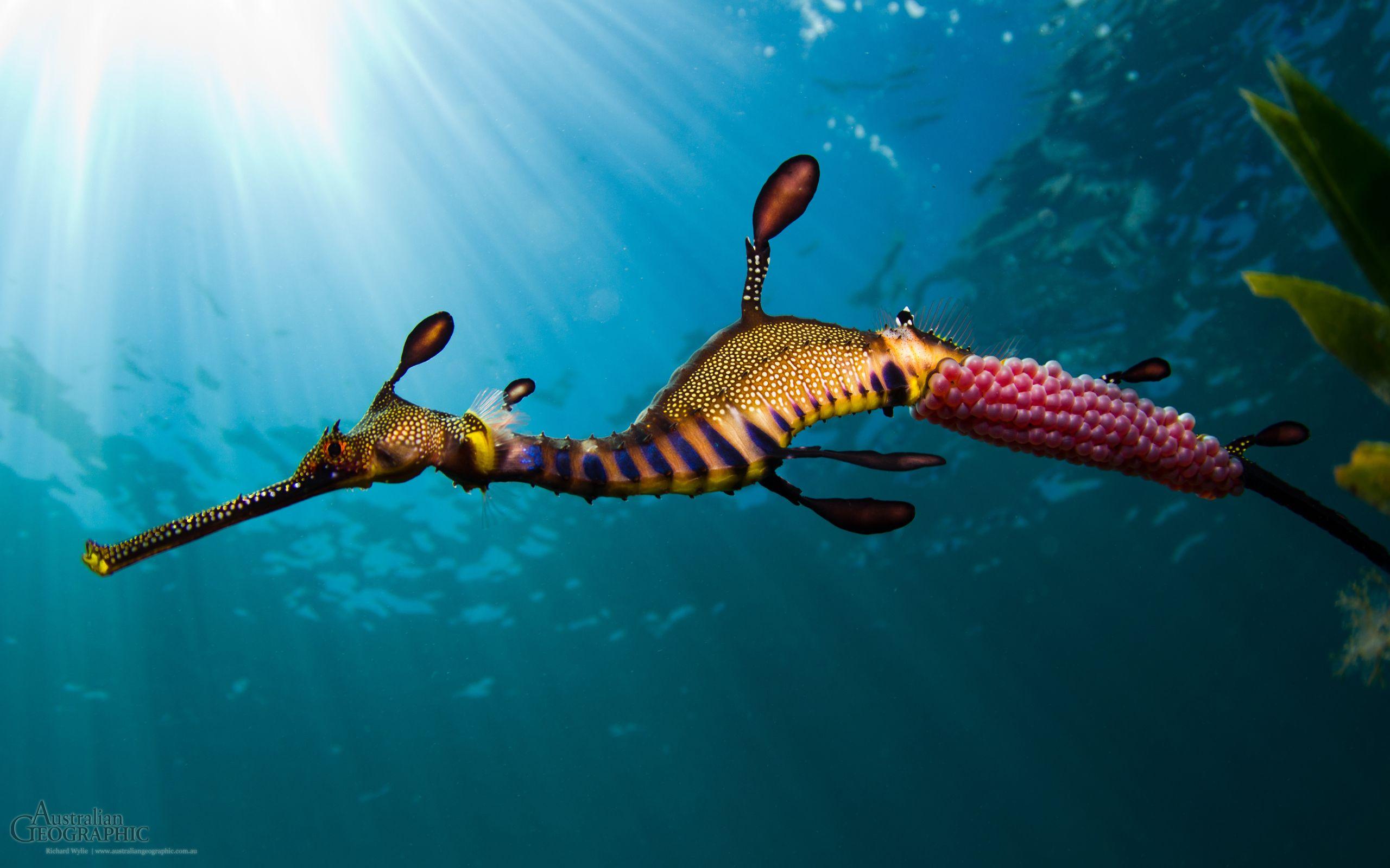 Giant Sea Dragon Wallpapers - Top Free Giant Sea Dragon Backgrounds ...